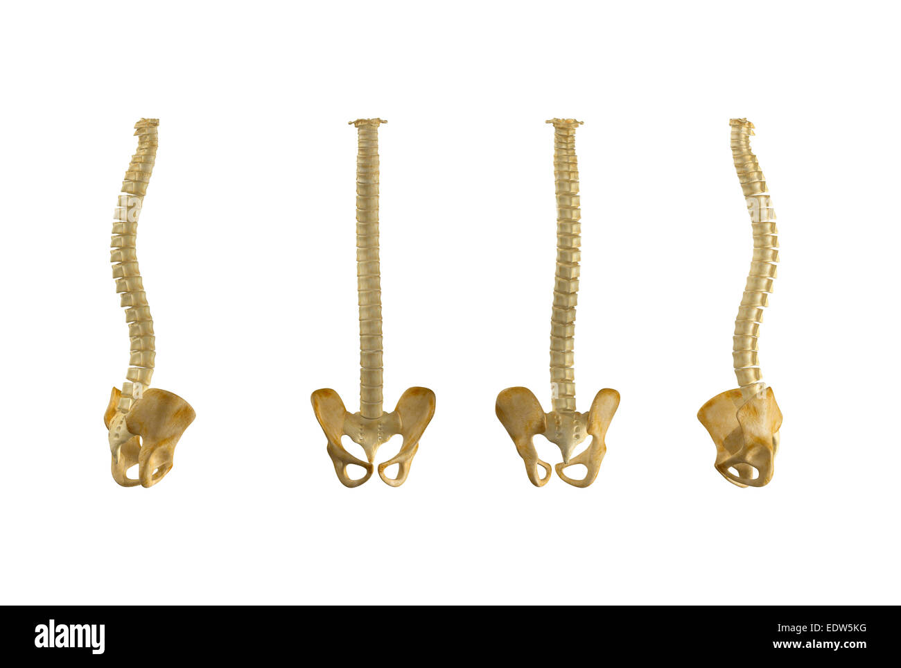 Spinal cord hi-res stock photography and images - Alamy