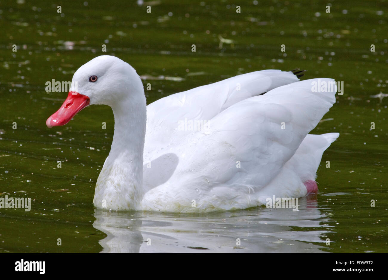 Coscoroba hi-res stock photography and images - Alamy