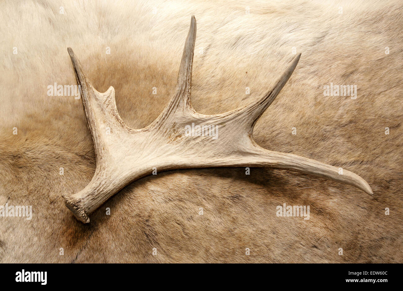 Deer horn hi-res stock photography and images - Alamy