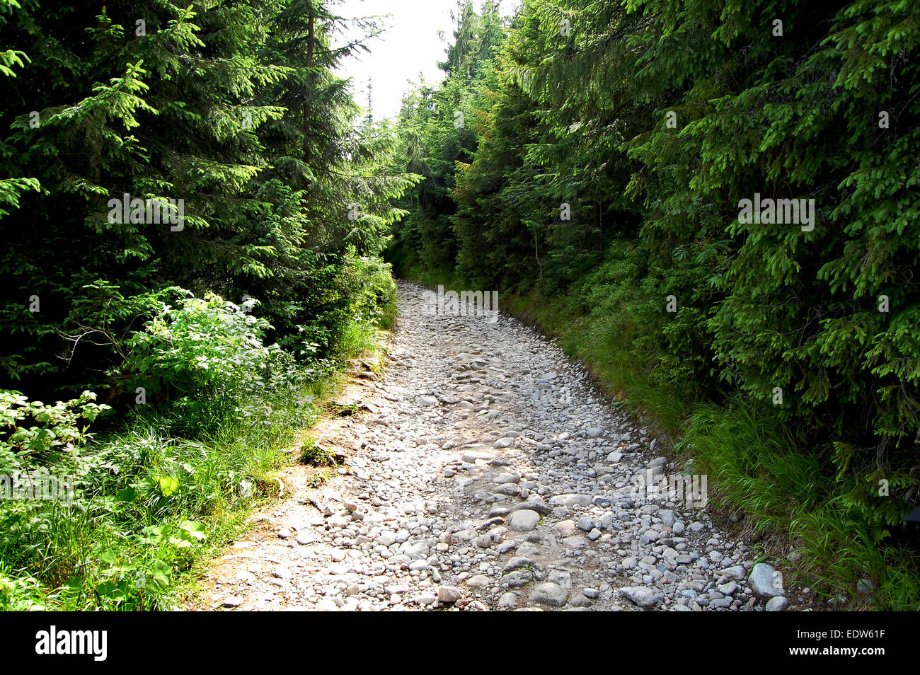Mountain, rocky road in the middle of the forest Stock Photo - Alamy
