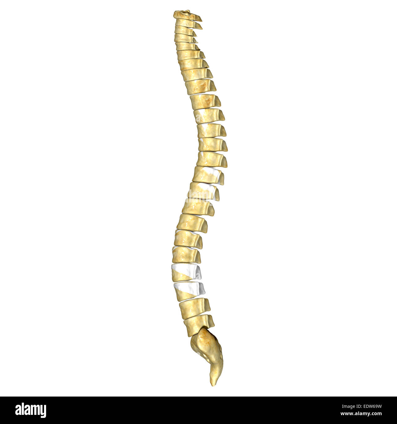 Spinal cord hi-res stock photography and images - Alamy