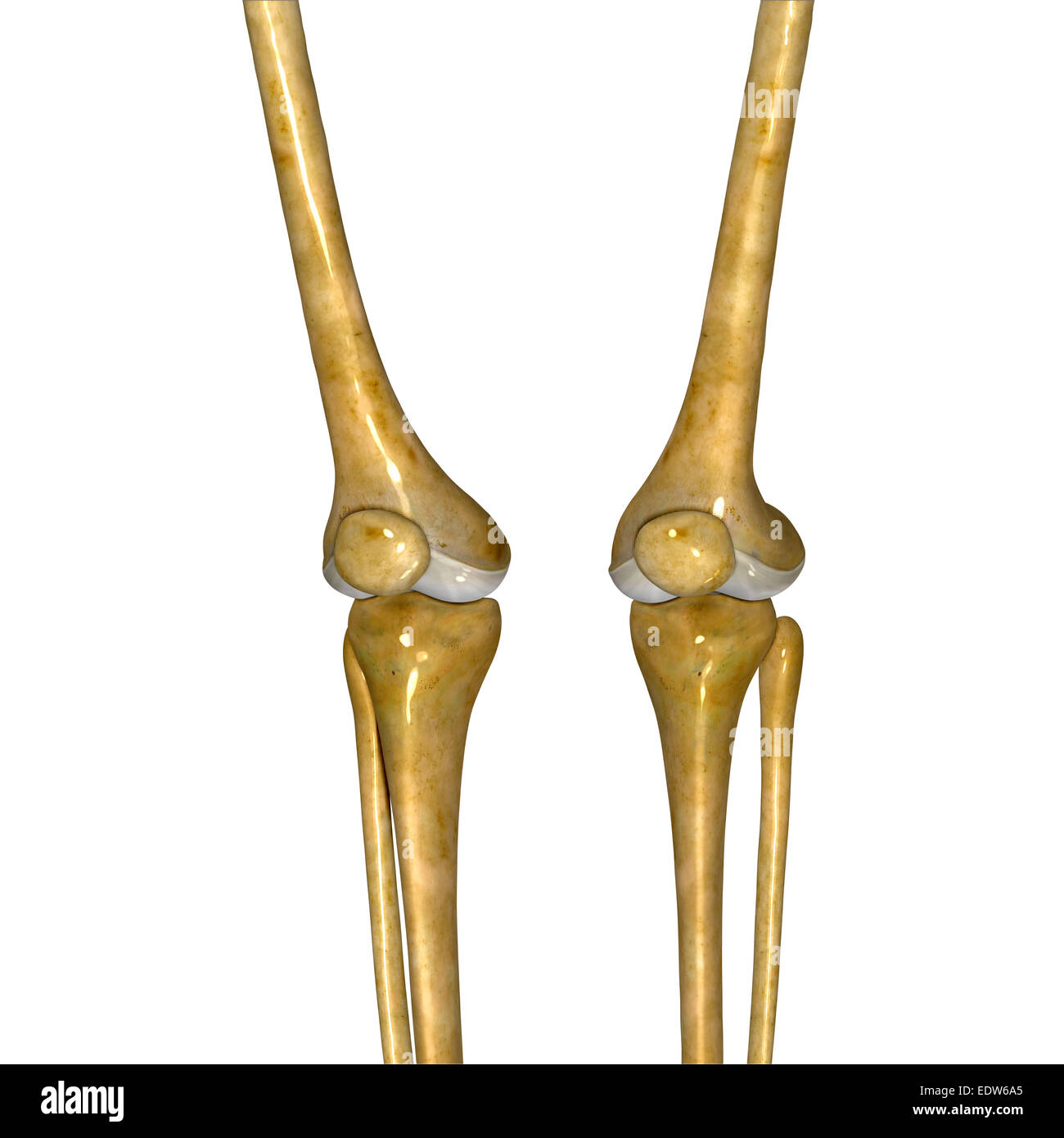 Orthopedic joint Cut Out Stock Images & Pictures - Alamy