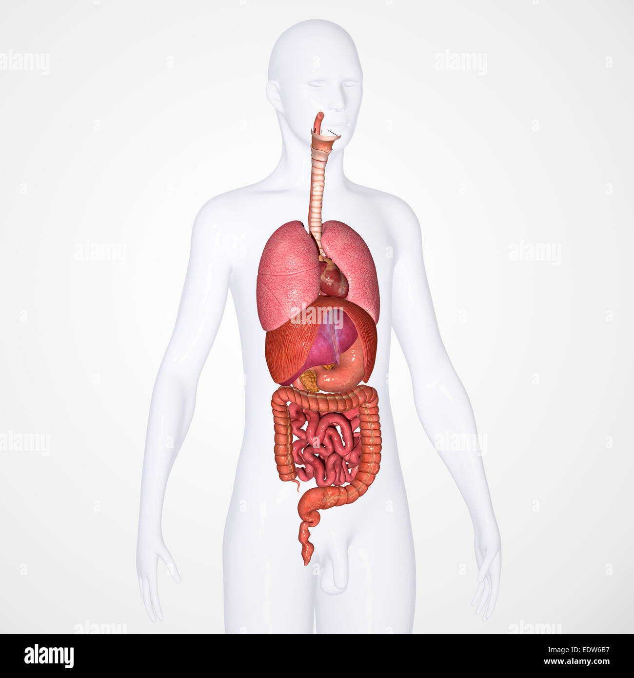 Human digestive system hi-res stock photography and images - Alamy