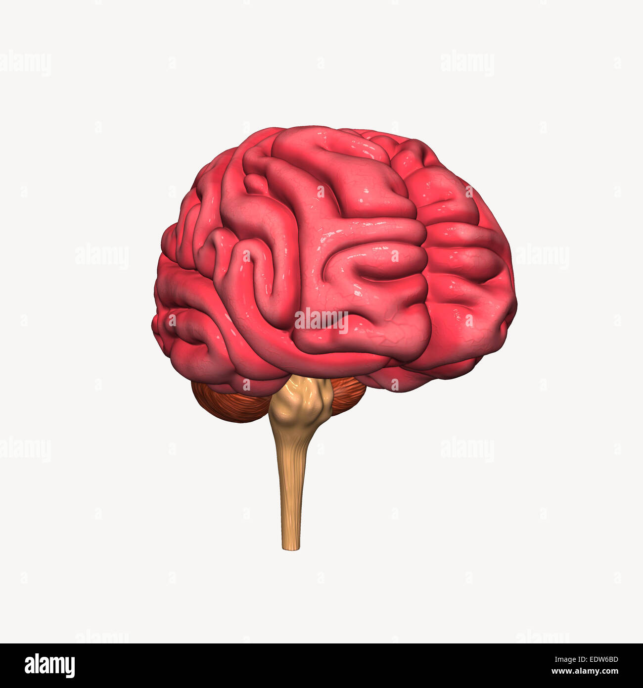 Plastic brain hi-res stock photography and images - Alamy