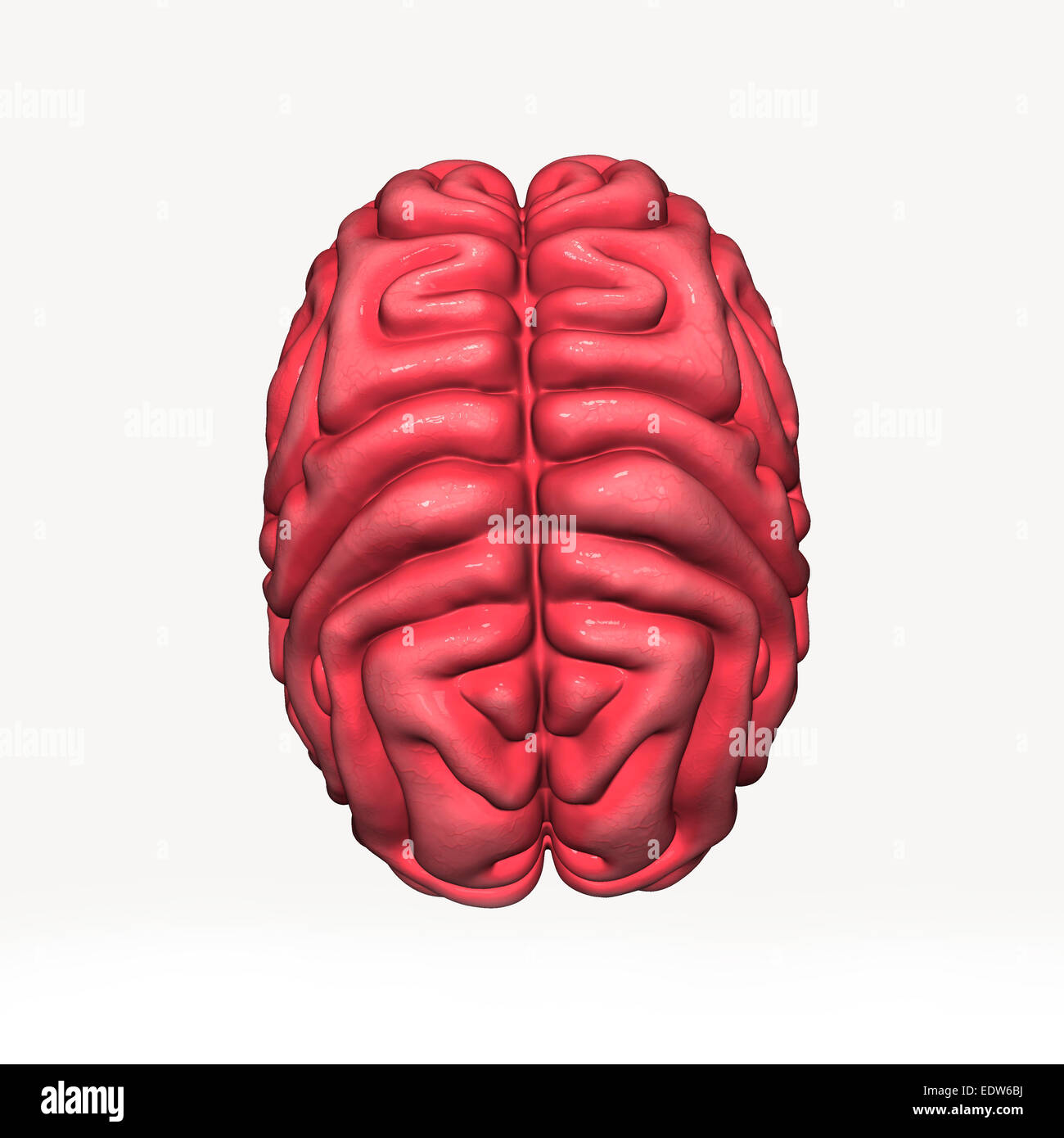 Hypothalamus anatomy hi-res stock photography and images - Alamy