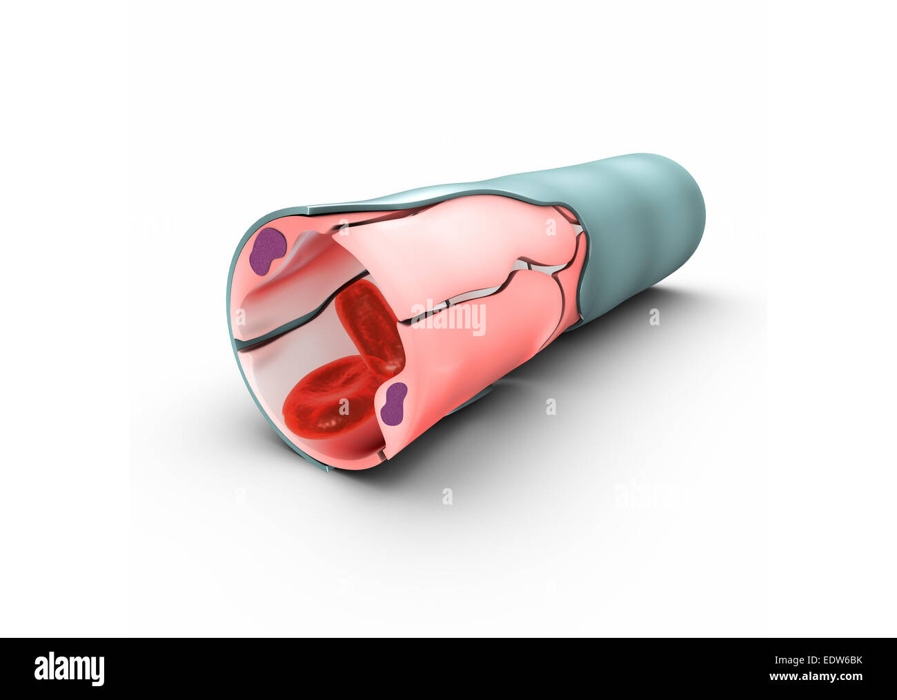 Blood capillaries hi-res stock photography and images - Alamy