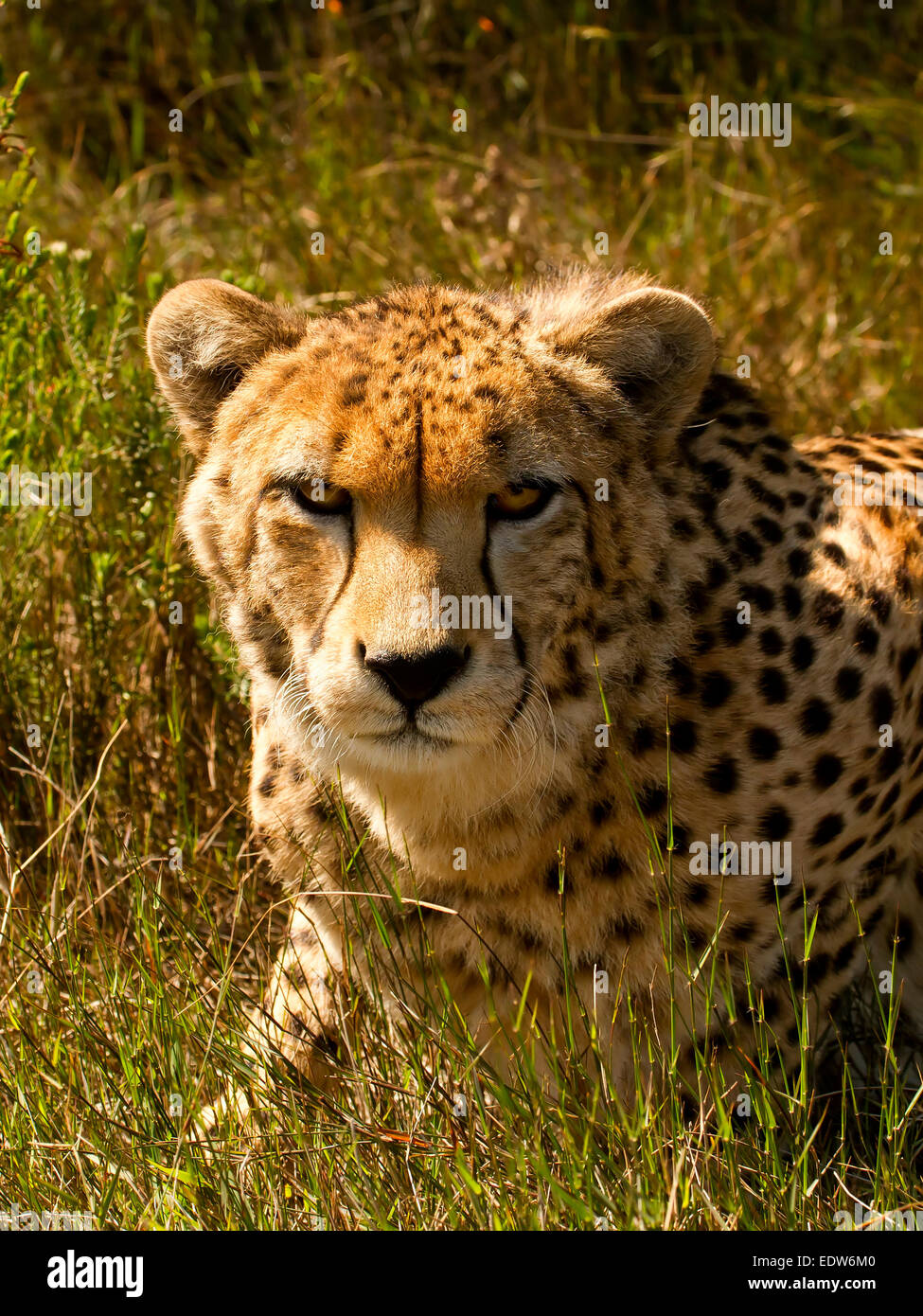 Portrait of a Cheetah Stock Photo - Alamy