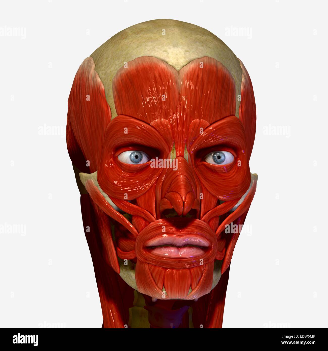 Facial muscles hi-res stock photography and images - Alamy