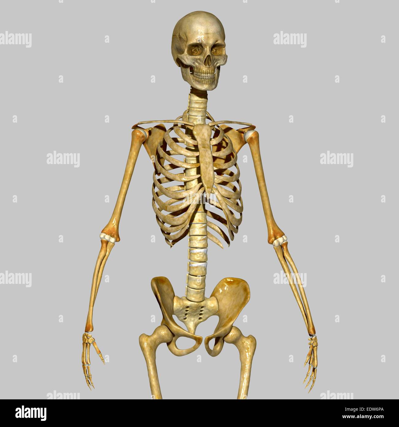 Male skeleton artwork hi-res stock photography and images - Alamy