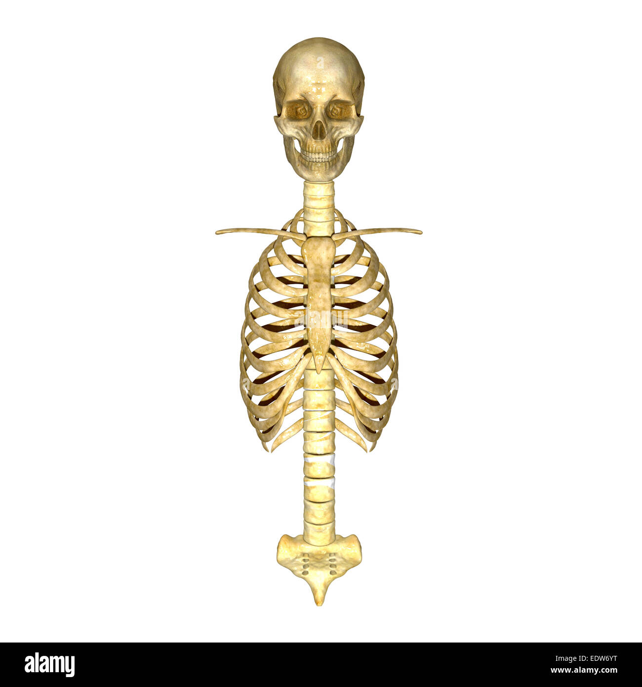 Central skull Cut Out Stock Images & Pictures - Alamy