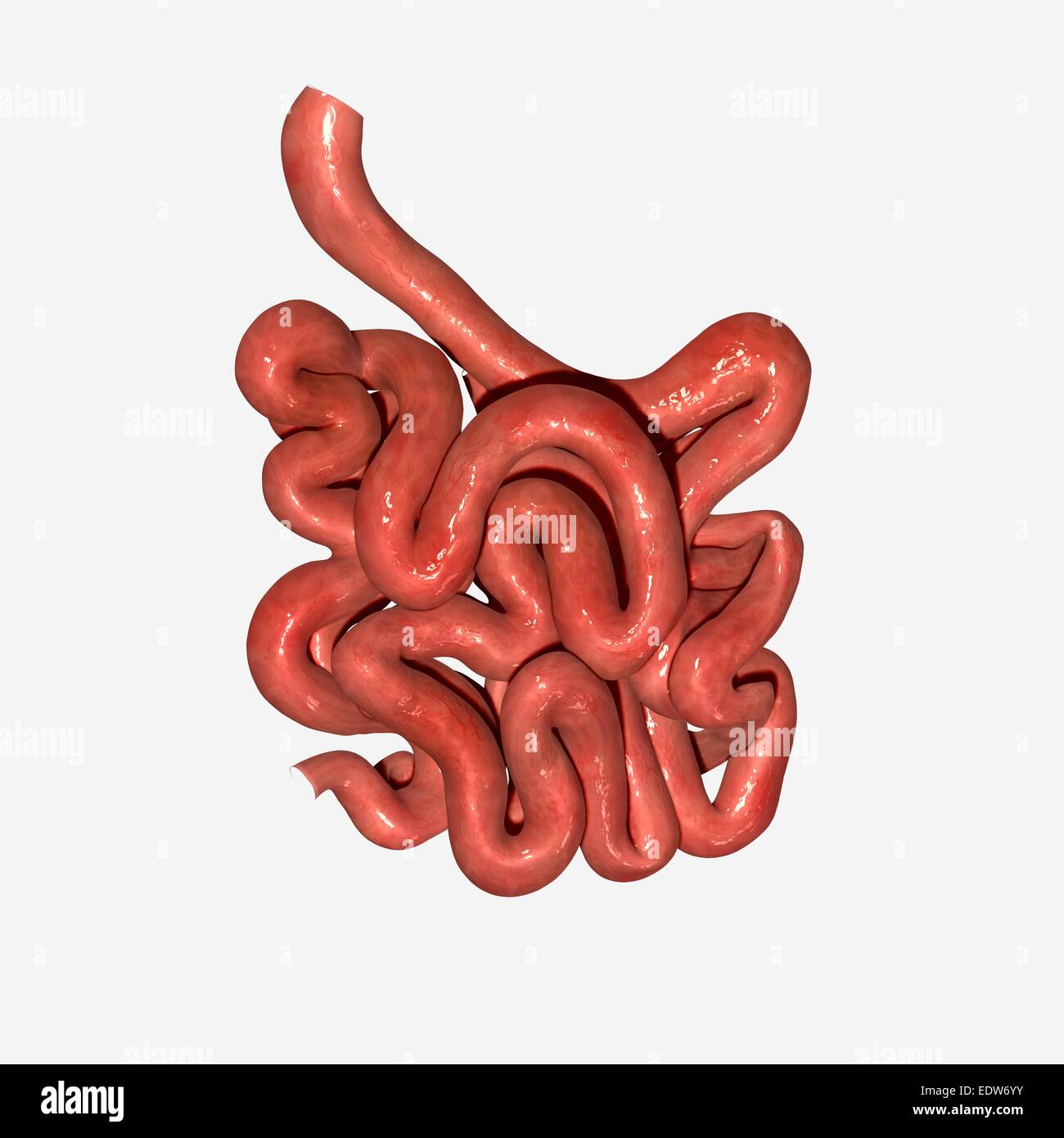 Small intestine picture hi-res stock photography and images - Alamy