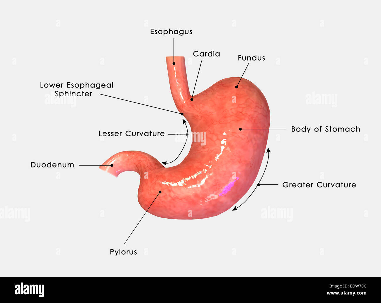 Oblique muscle layer hi-res stock photography and images - Alamy