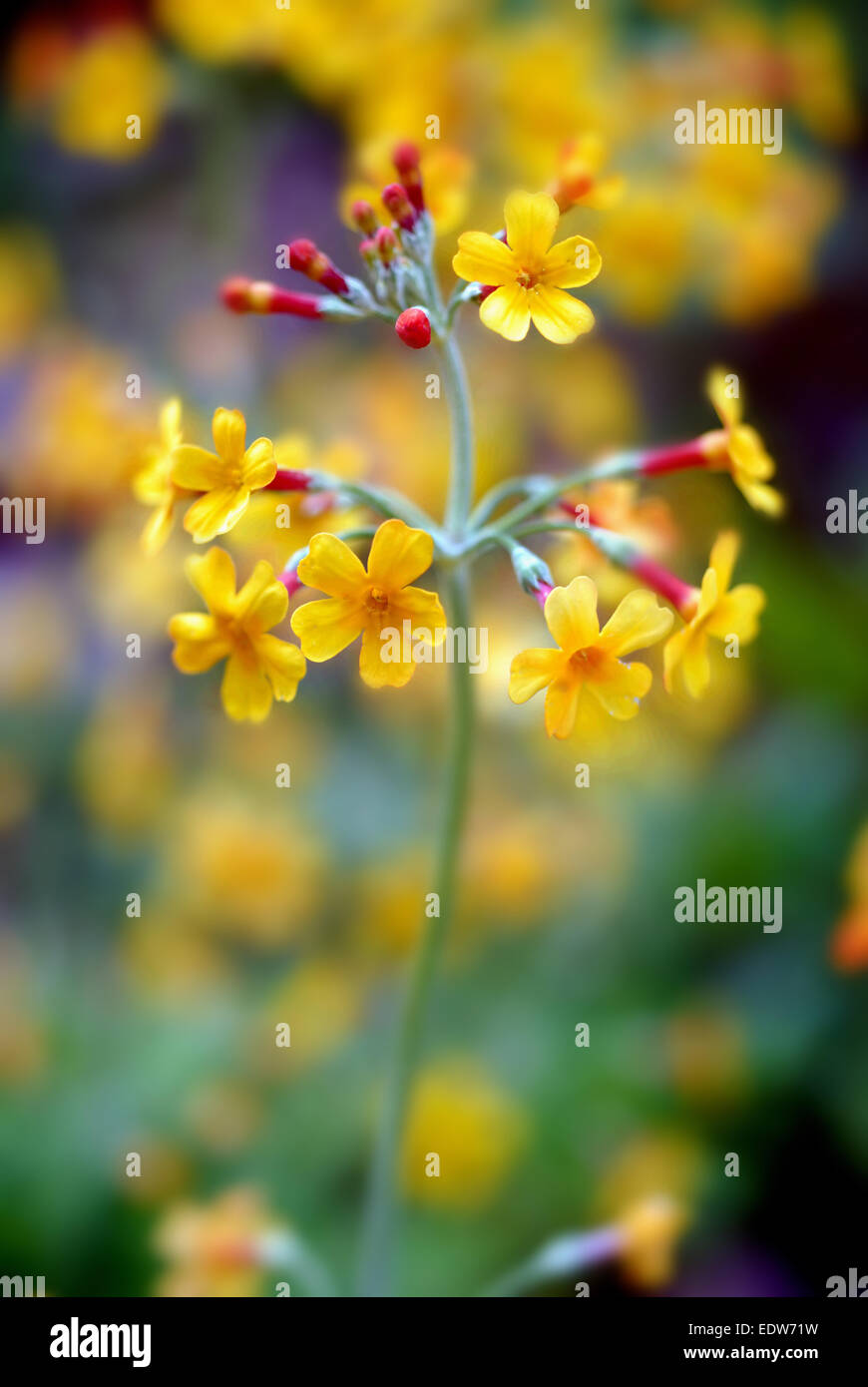 Yellow Primula / Primrose Stock Photo - Alamy
