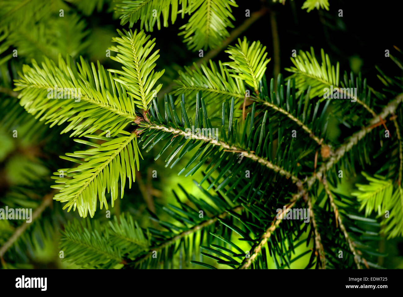 Evergreen tree / New growth on pine tree Stock Photo - Alamy