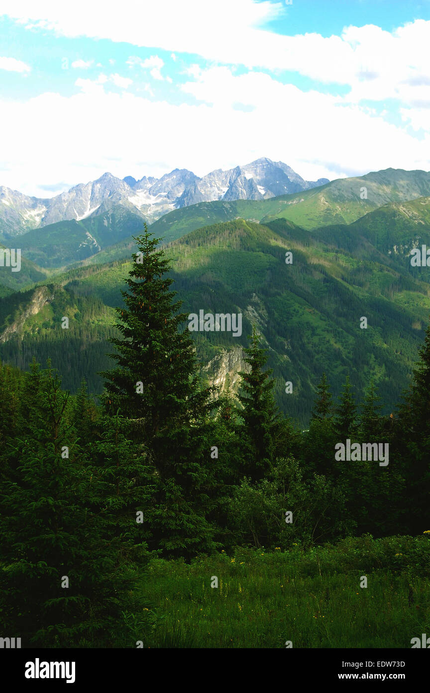 Forest clearing at the edge of a deep valley Stock Photo - Alamy