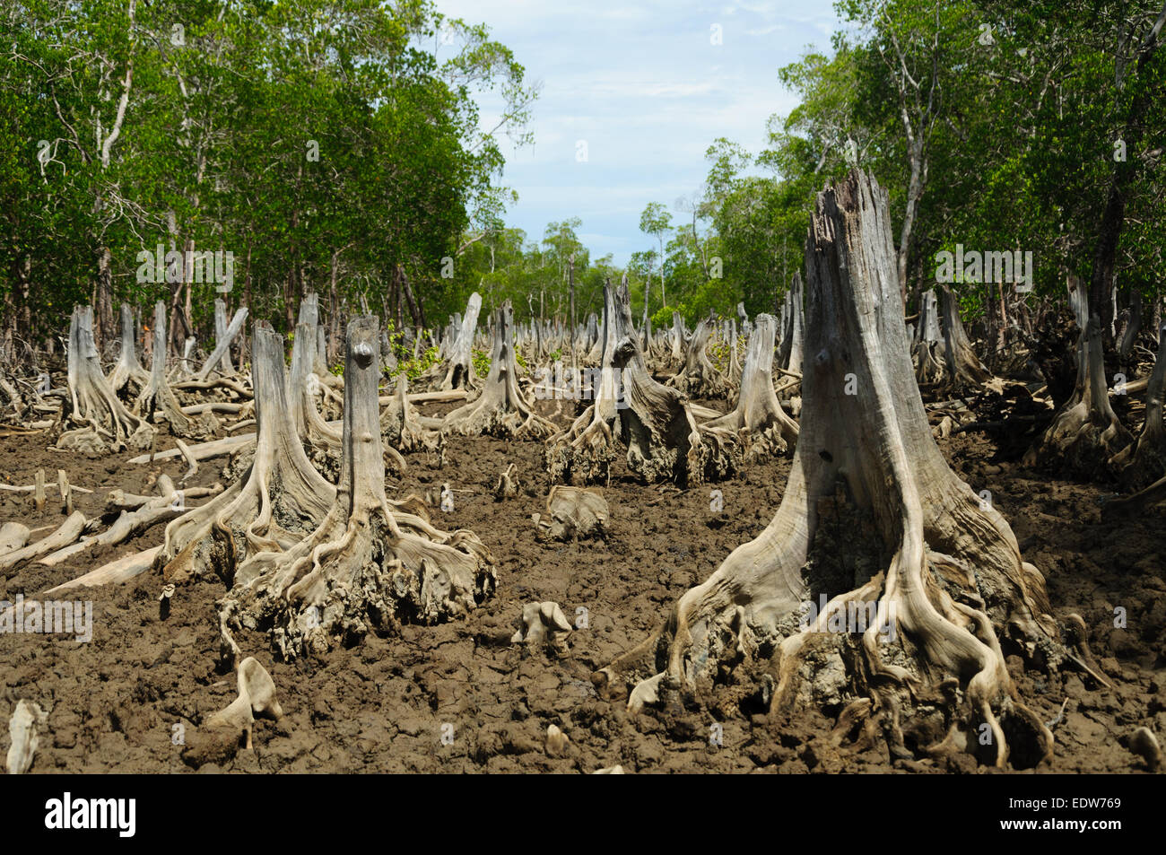 A mangrove forest hi-res stock photography and images - Alamy