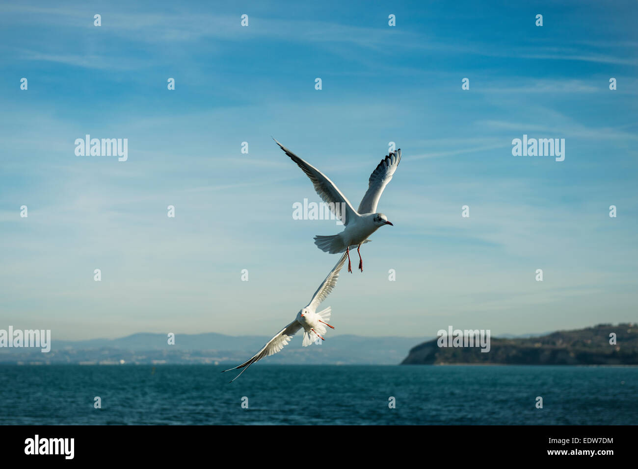 Seagulls fly over ocean hi-res stock photography and images - Alamy