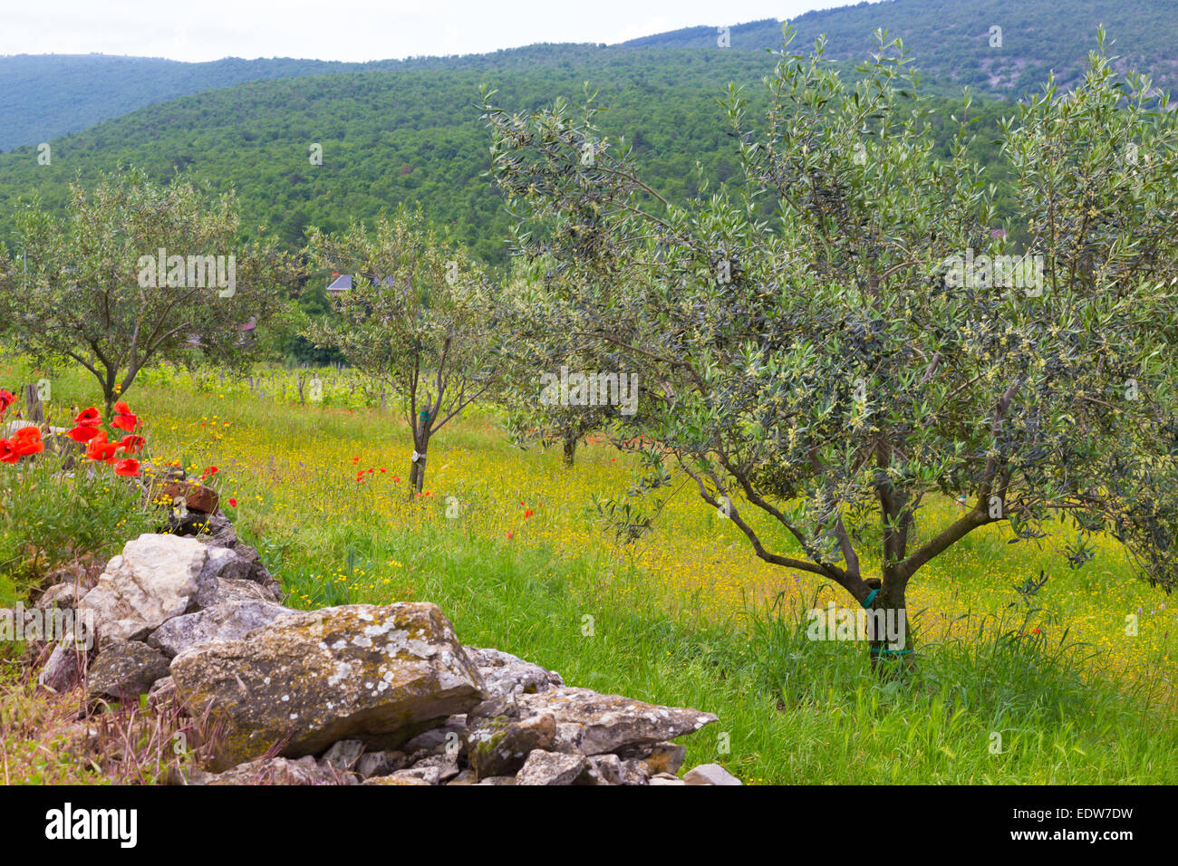 Red poppy olive tree hi-res stock photography and images - Alamy
