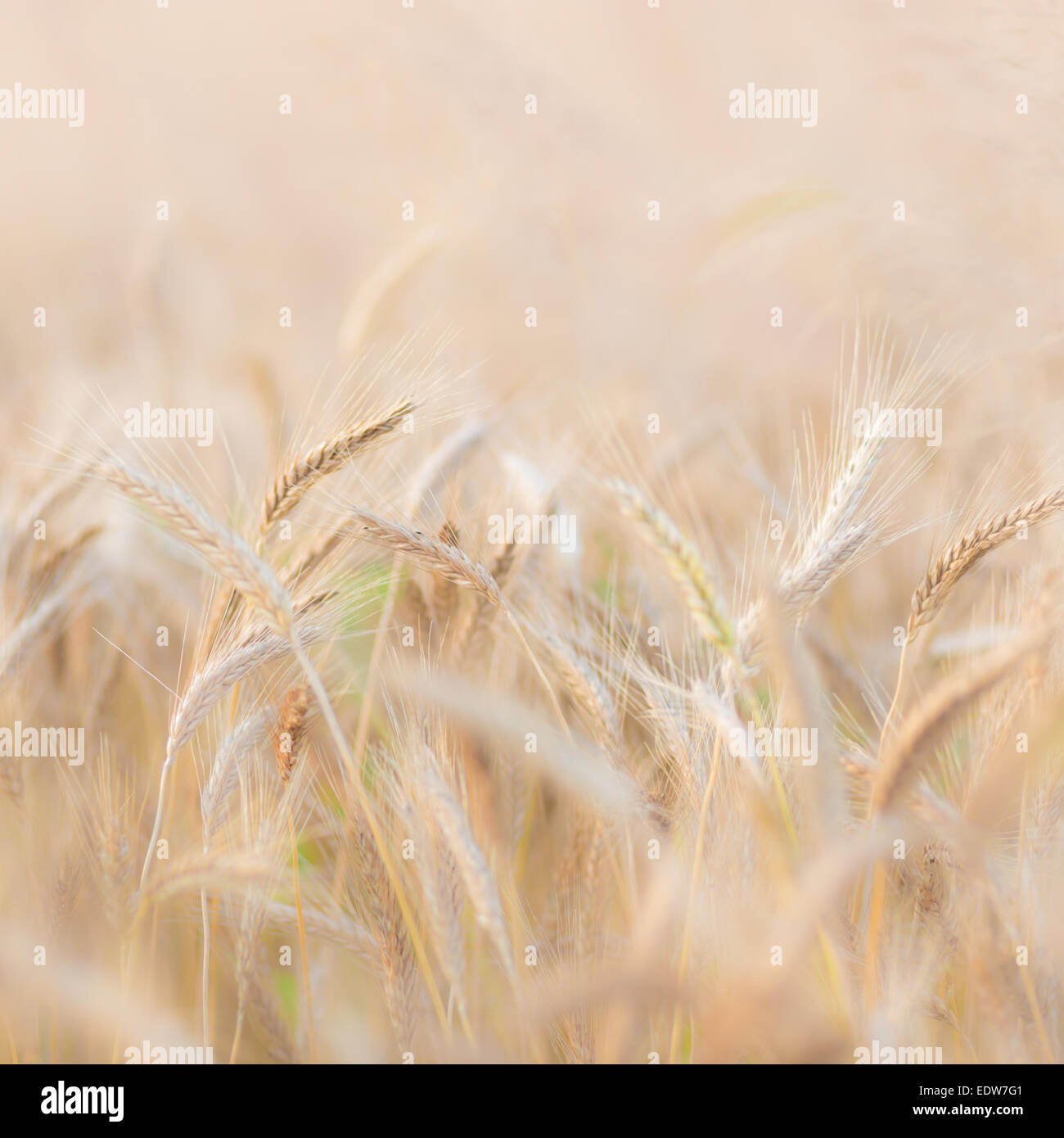 Farmland agriculture wheat field hi-res stock photography and images ...