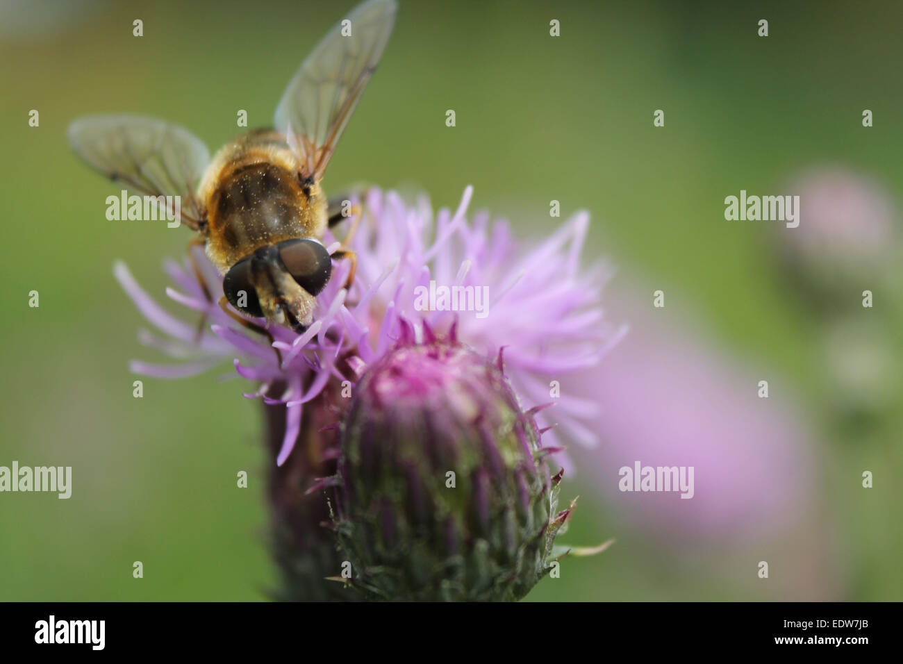 Spring insect hi-res stock photography and images - Alamy