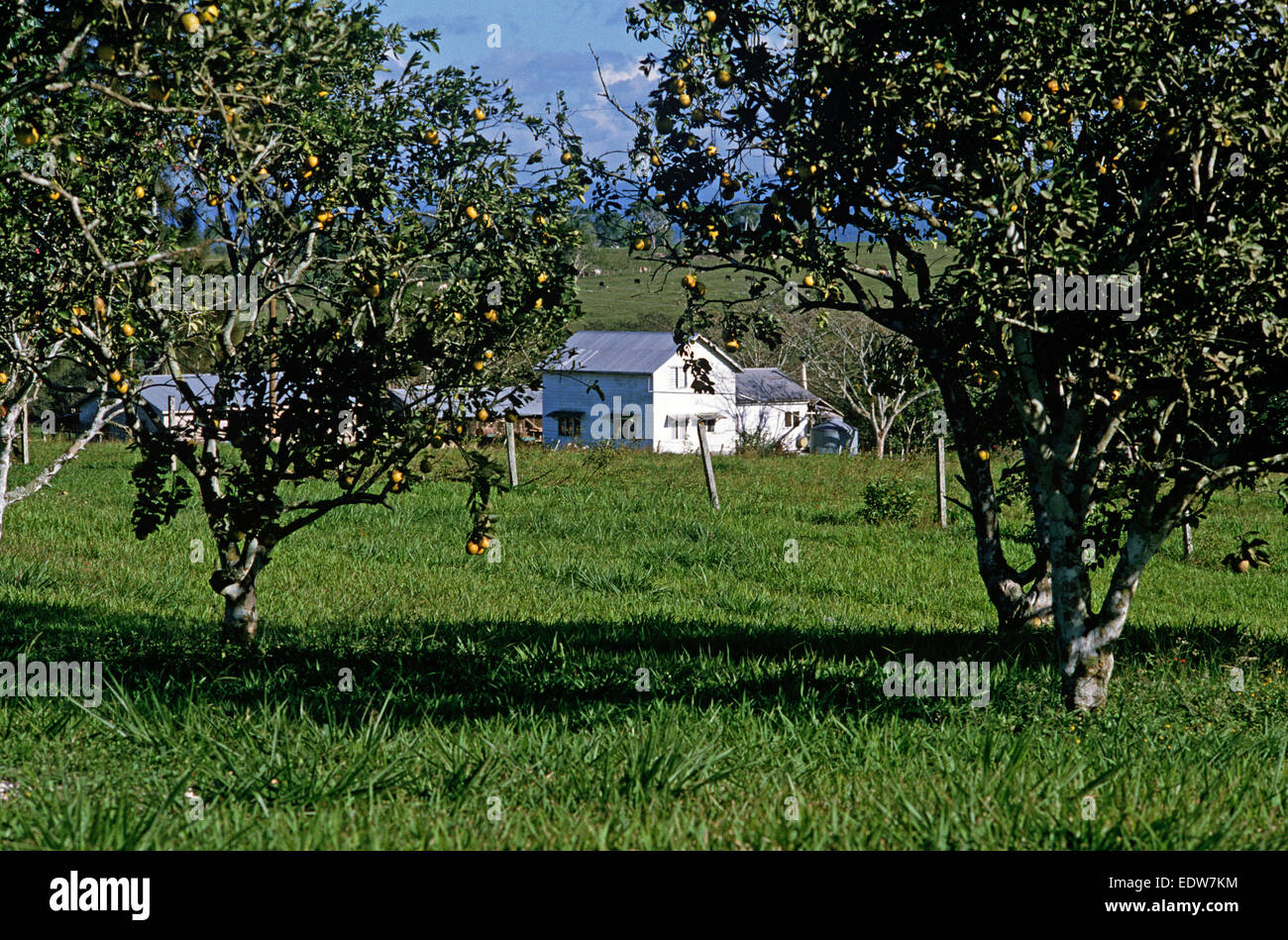 Mennonite farm in Spanish Lookout settlement, Belize, Central America ...