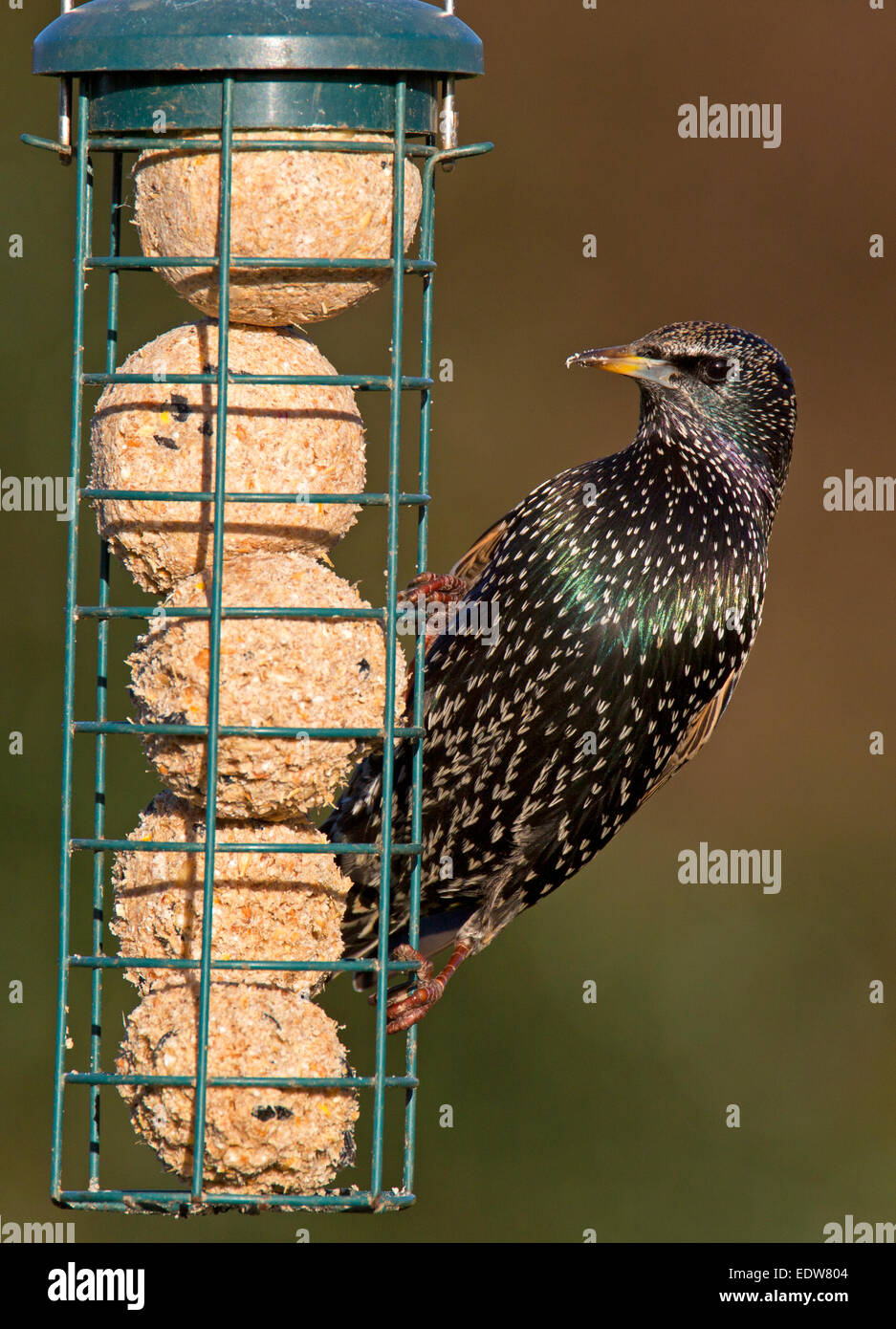 Common Starling Sturnus vulgaris adult non-breeding plumage feeding on ...