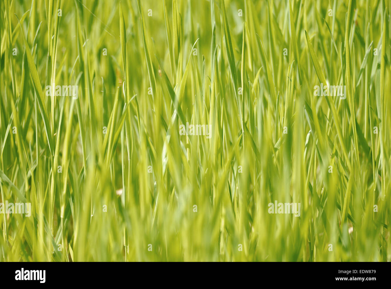 Field of fresh green grass Stock Photo - Alamy