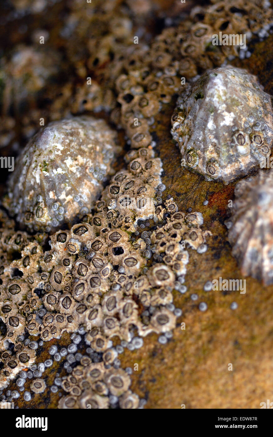 Limpet portrait hi-res stock photography and images - Alamy
