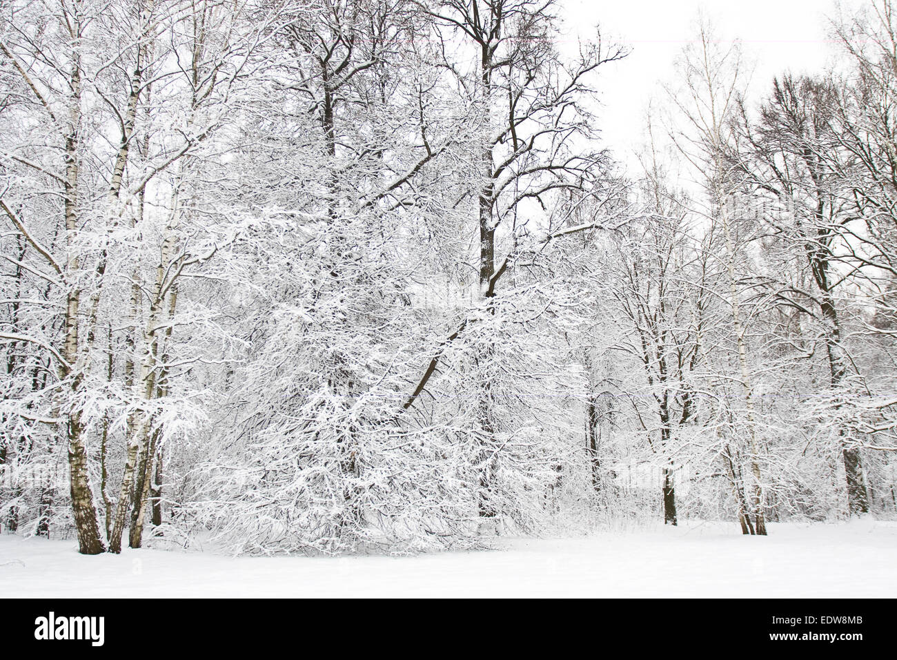 Winter landscape - forest with trees in snow Stock Photo - Alamy
