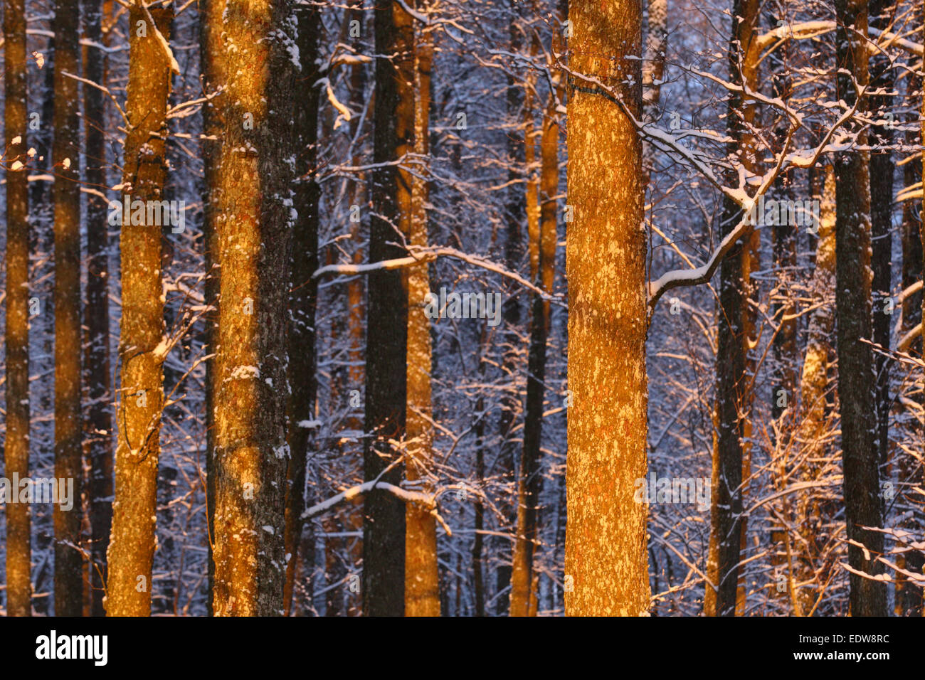Beautiful snow trees hi-res stock photography and images - Alamy