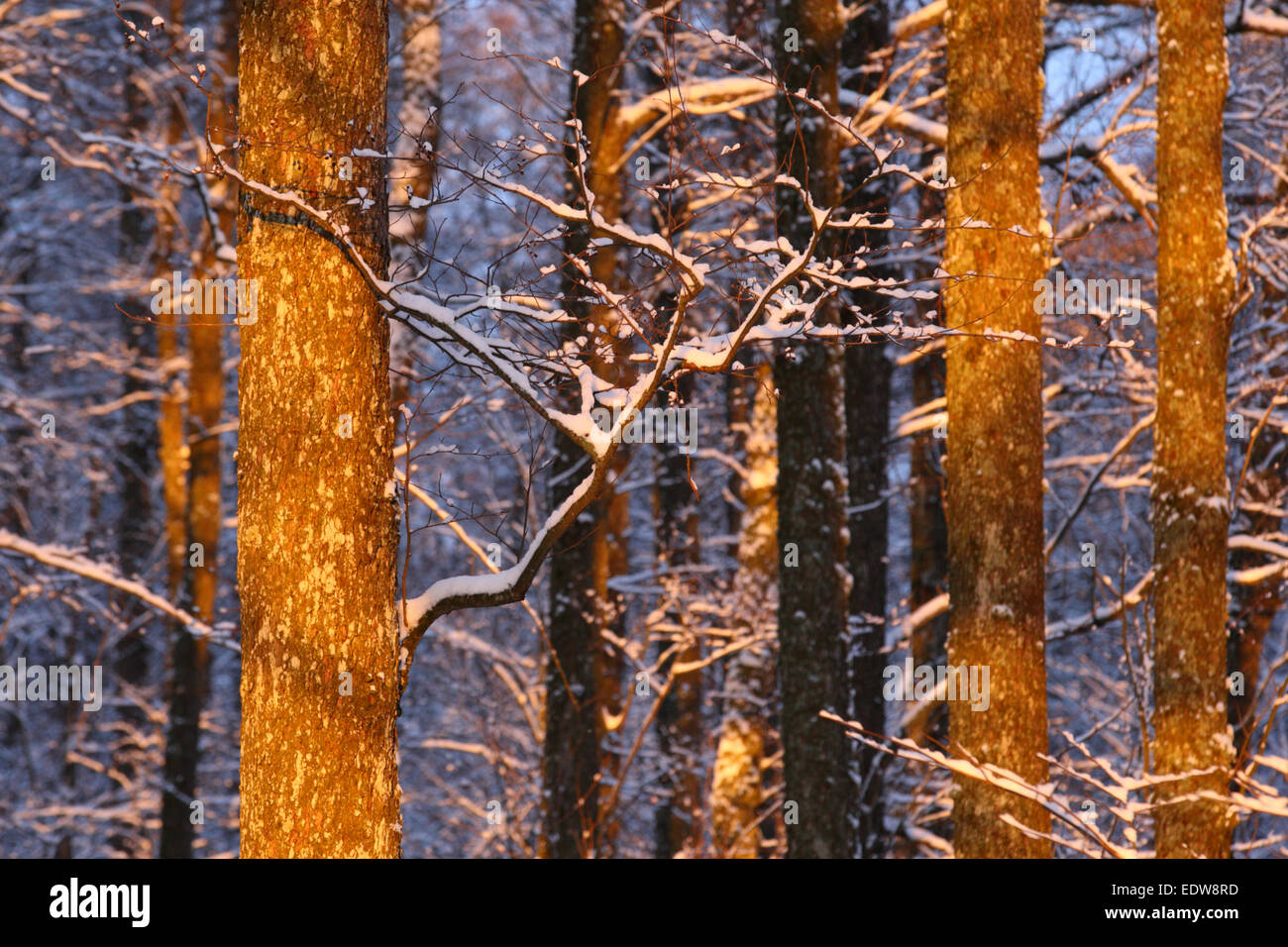Red trees in snow hi-res stock photography and images - Alamy
