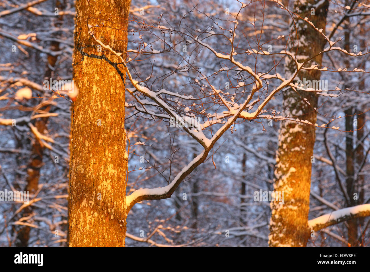 Red trees in snow hi-res stock photography and images - Alamy