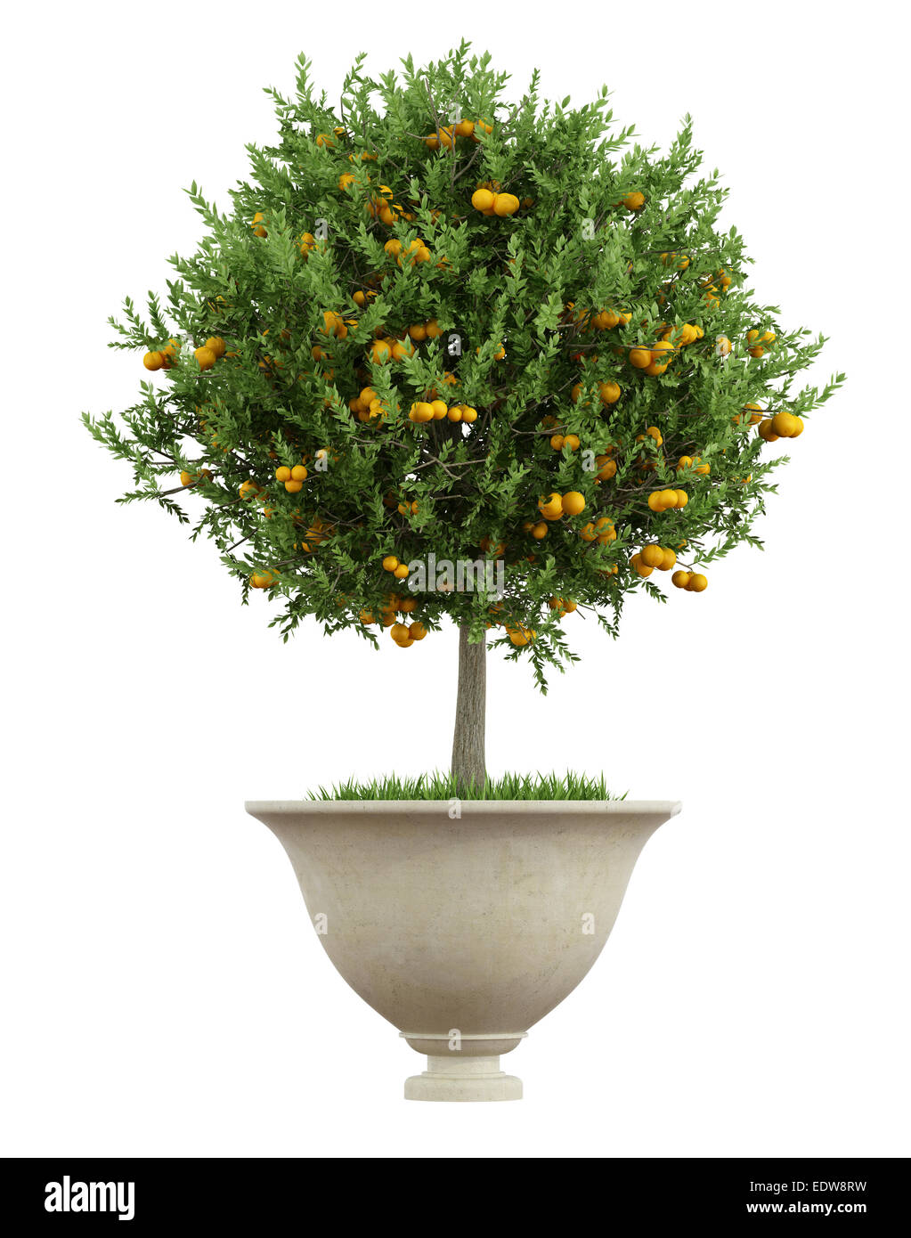 Georgia Sweet Orange Tree