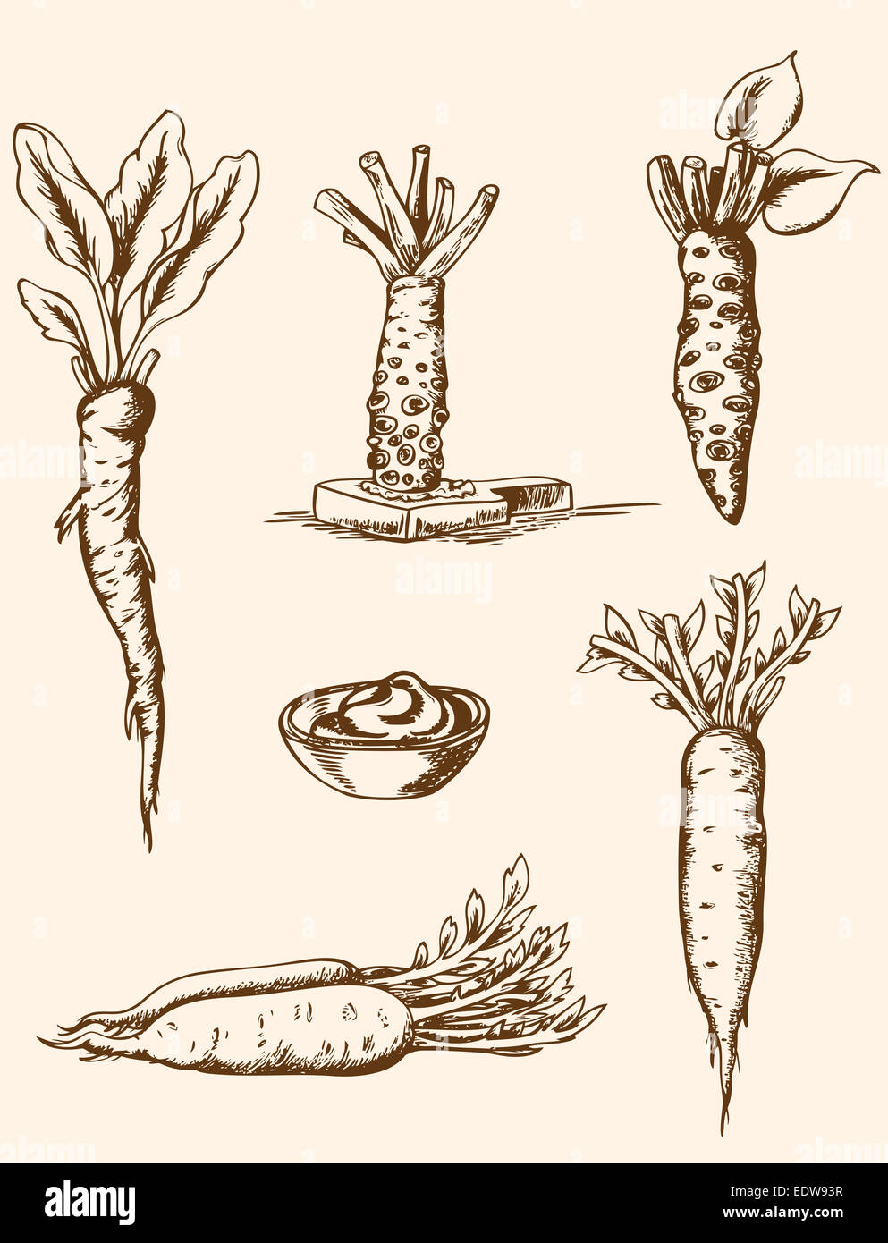 Set of vintage hand drawn roots Stock Photo - Alamy