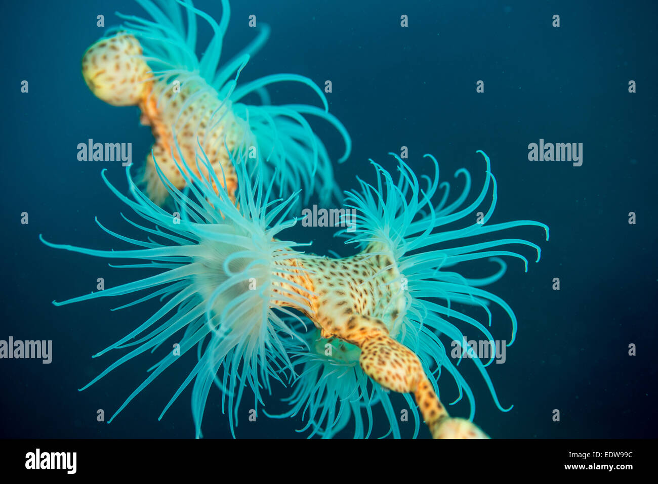 Like flowers, blooming under the sea. Gorgonian Wrapper (Nemanthus sp ...