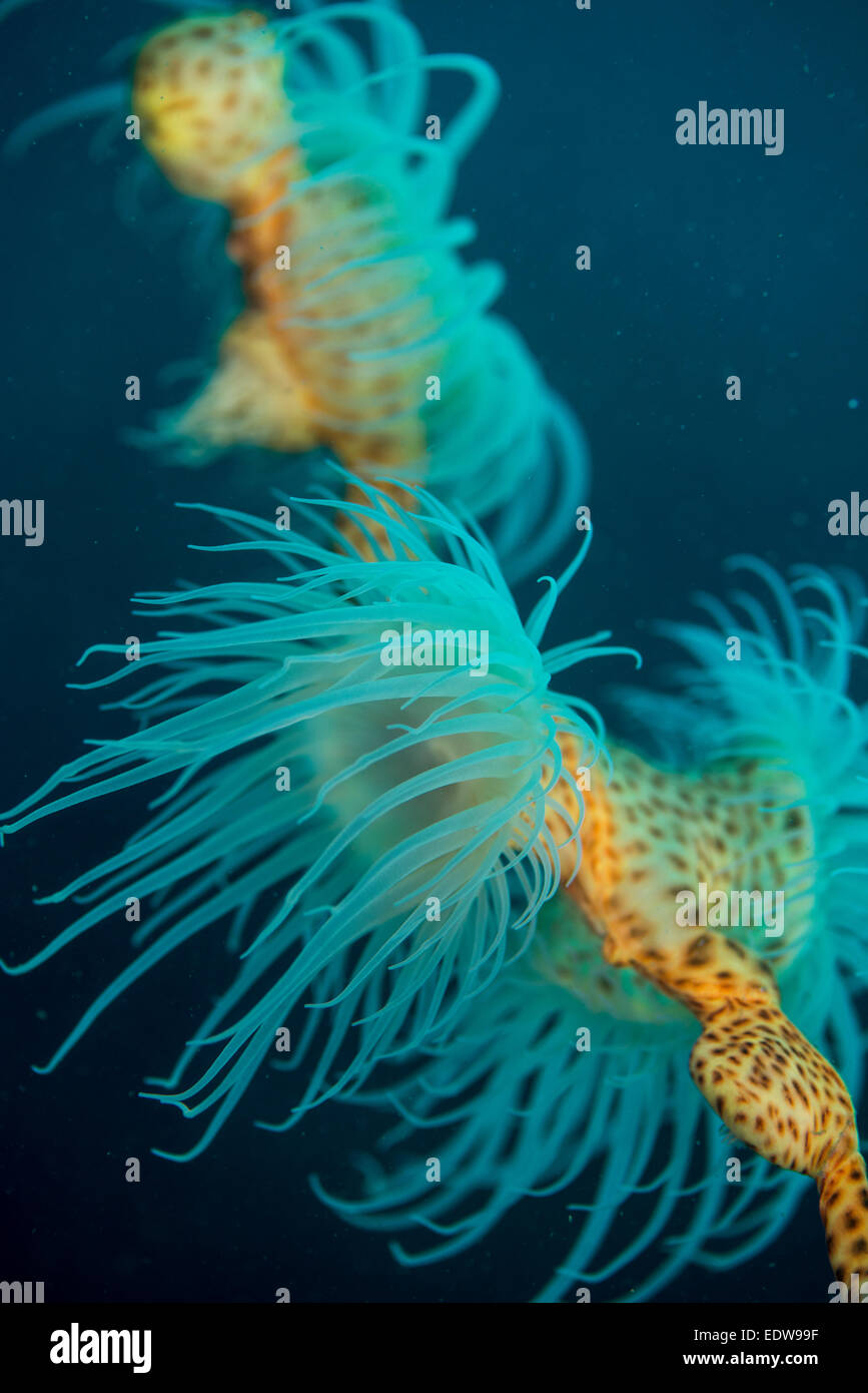 Tentacles wavering gracefully. Gorgonian Wrapper (Nemanthus sp.) Owase ...