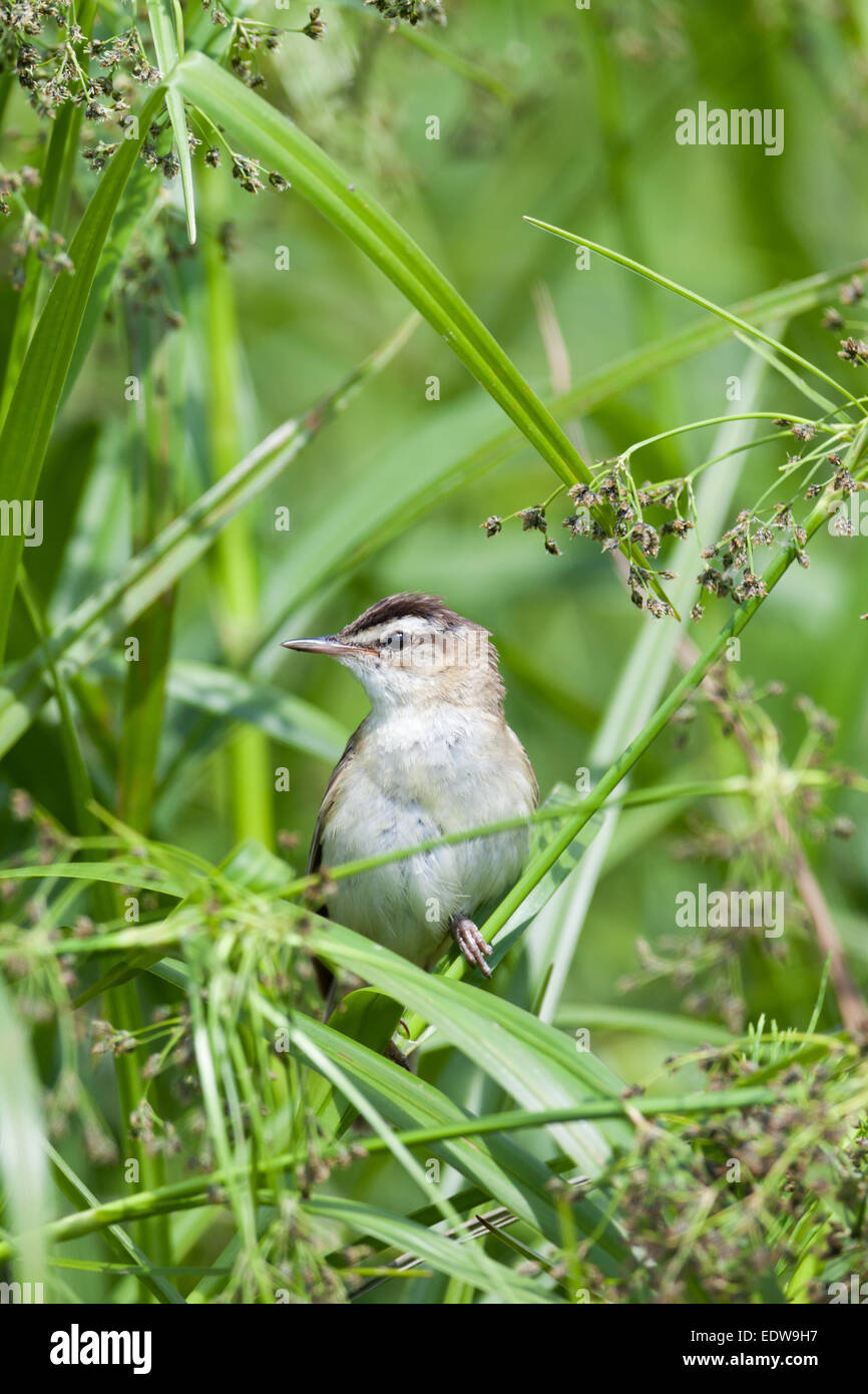 Sedge Warbler (Acrocephalus schoenobaenus).Wild bird in a natural habitat. Denisovo. Ryazan ...