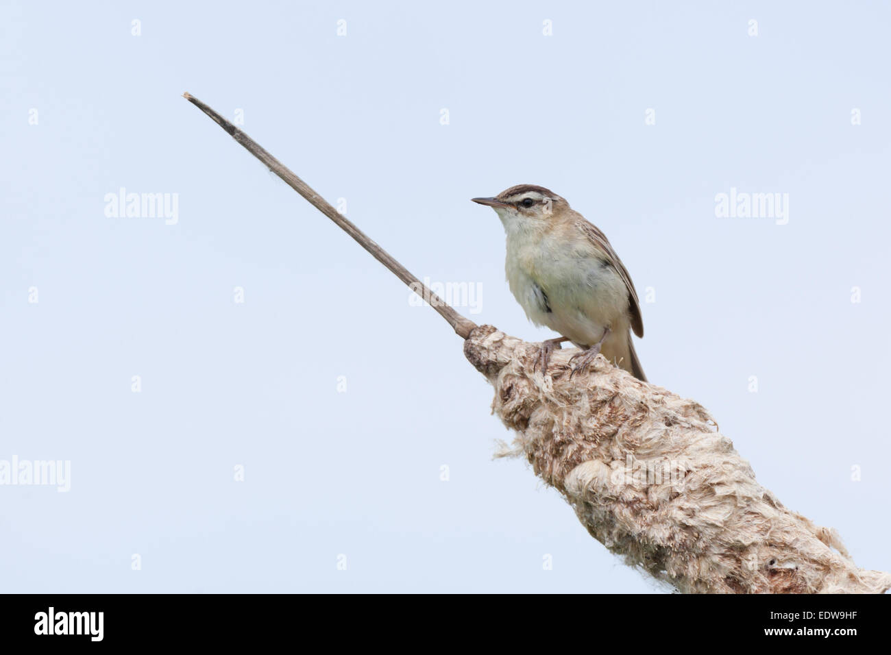 Sedge Warbler (Acrocephalus schoenobaenus).Wild bird in a natural habitat. Denisovo. Ryazan ...