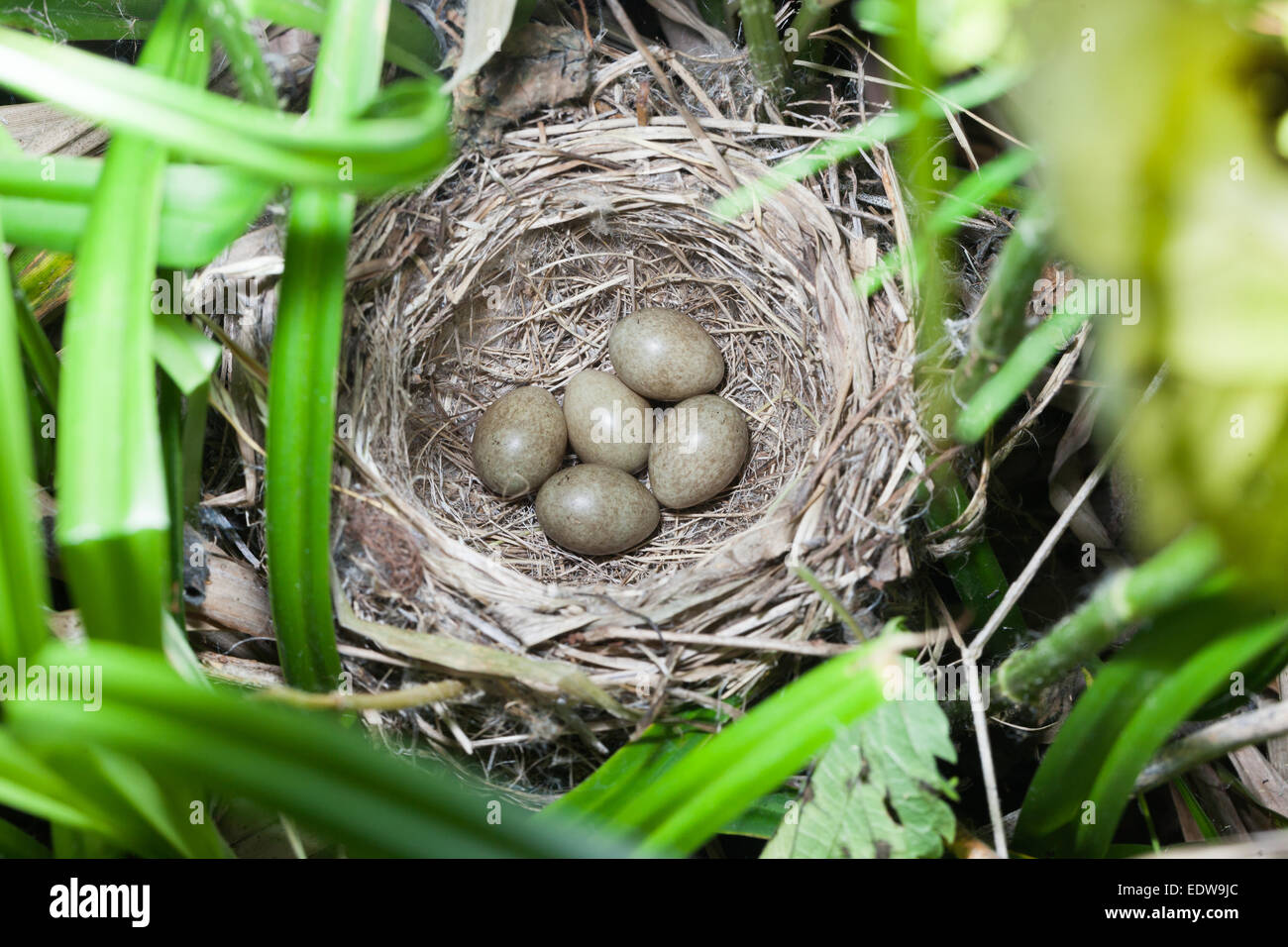 Acrocephalus schoenobaenus. The nest with eggs of the Sedge Warbler in ...