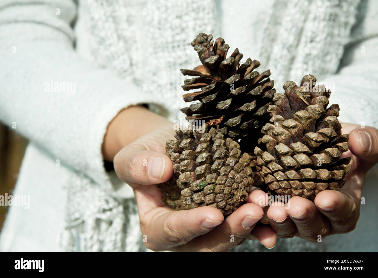 Cedar cone in hand Stock Photo - Alamy