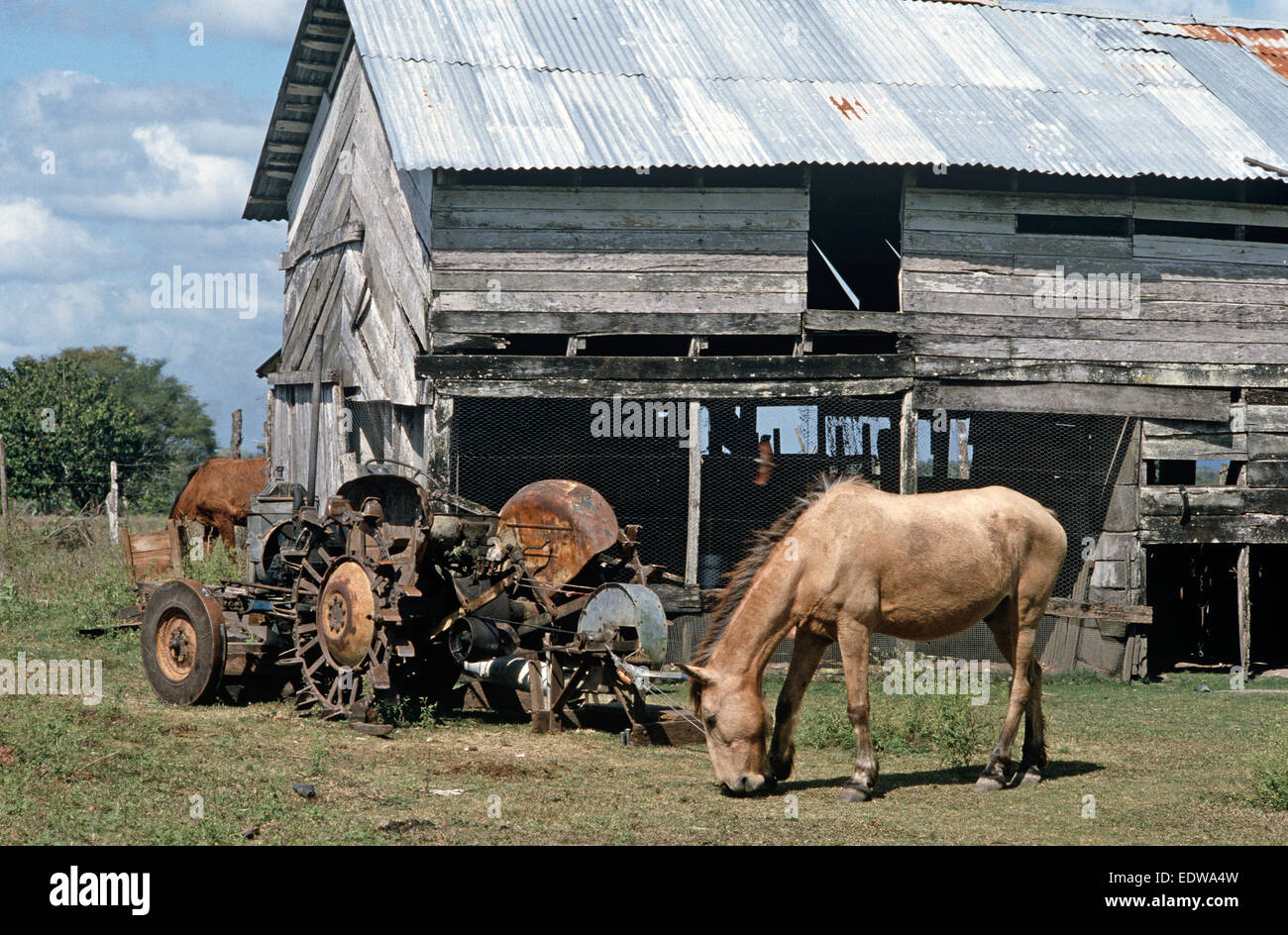 Old tractor, horses on Mennonite farm in orthodox settlement, Belize ...
