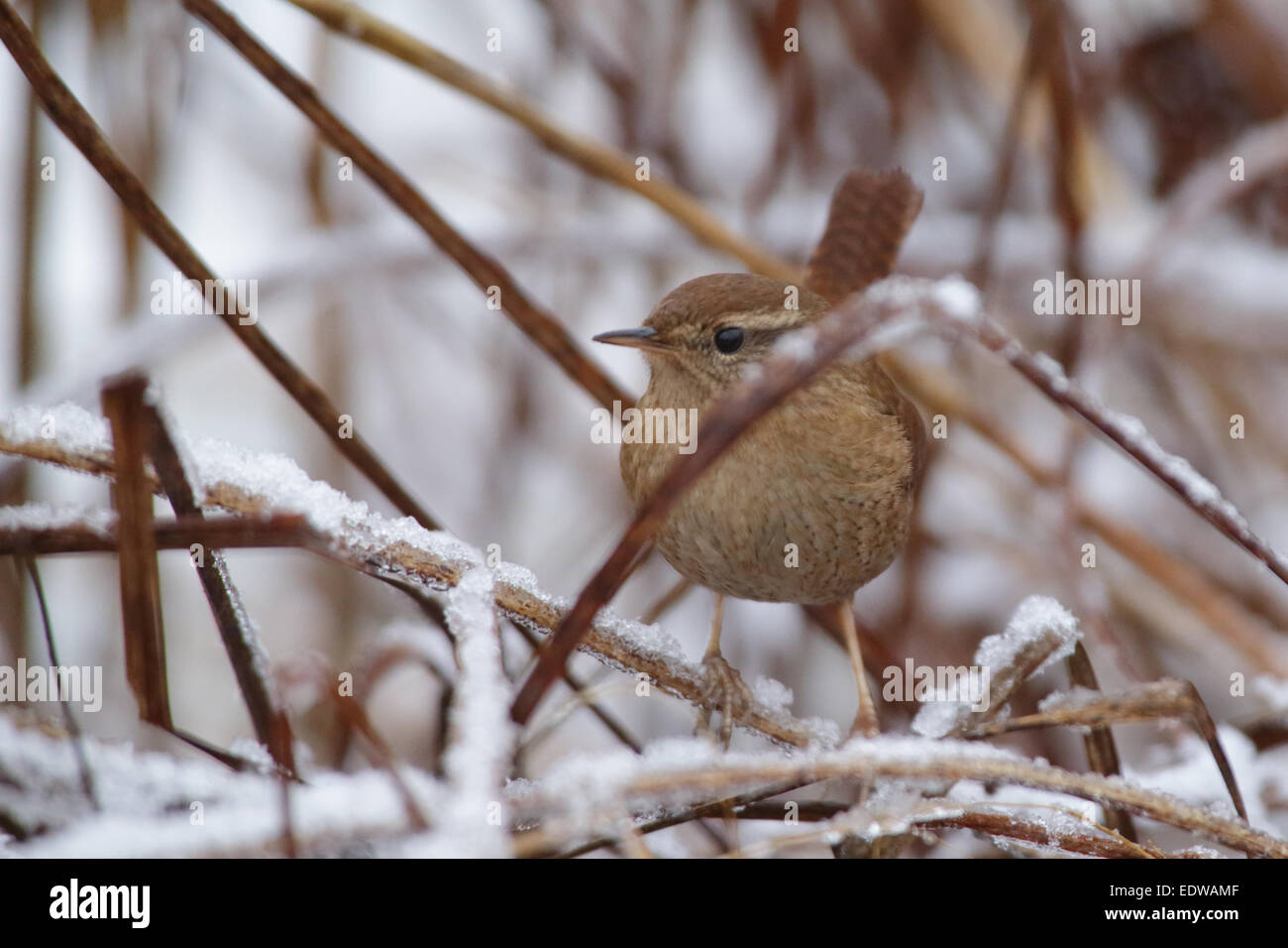 Wren in snow uk hi-res stock photography and images - Alamy