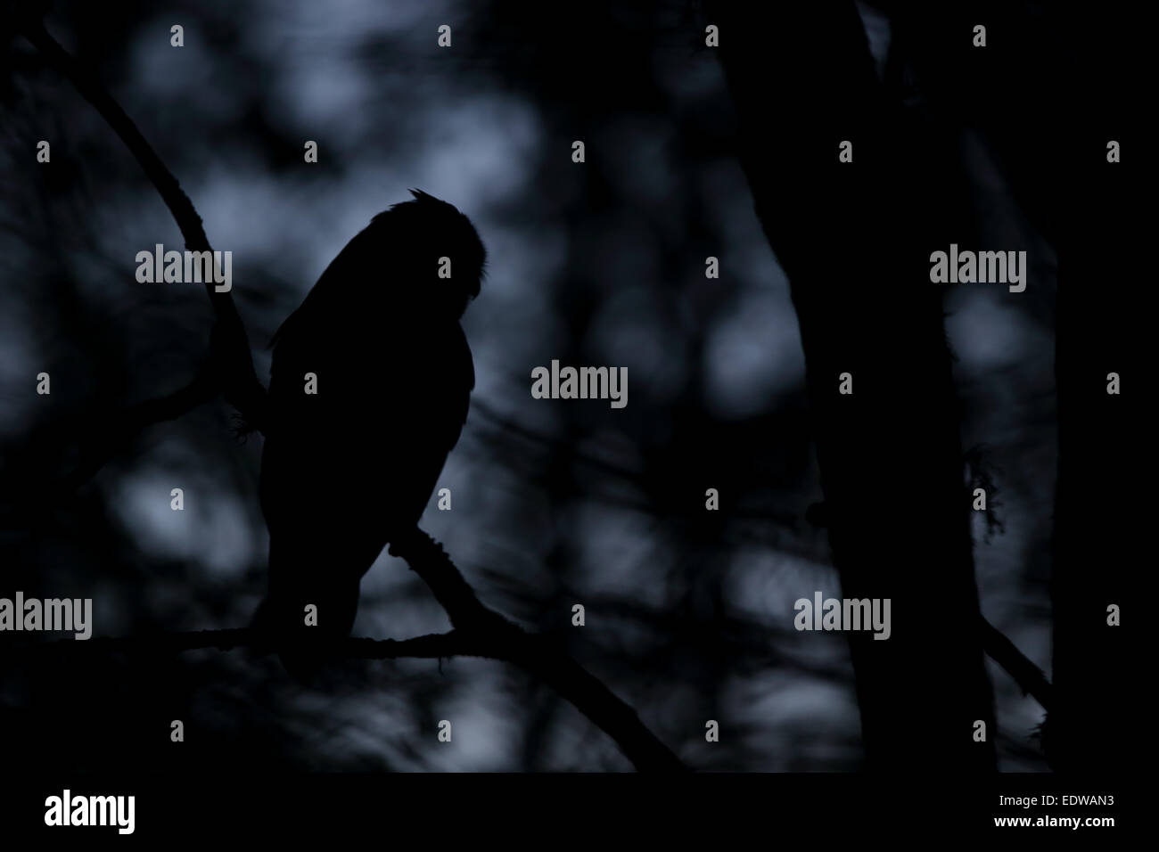Owl silhouette hi-res stock photography and images - Alamy