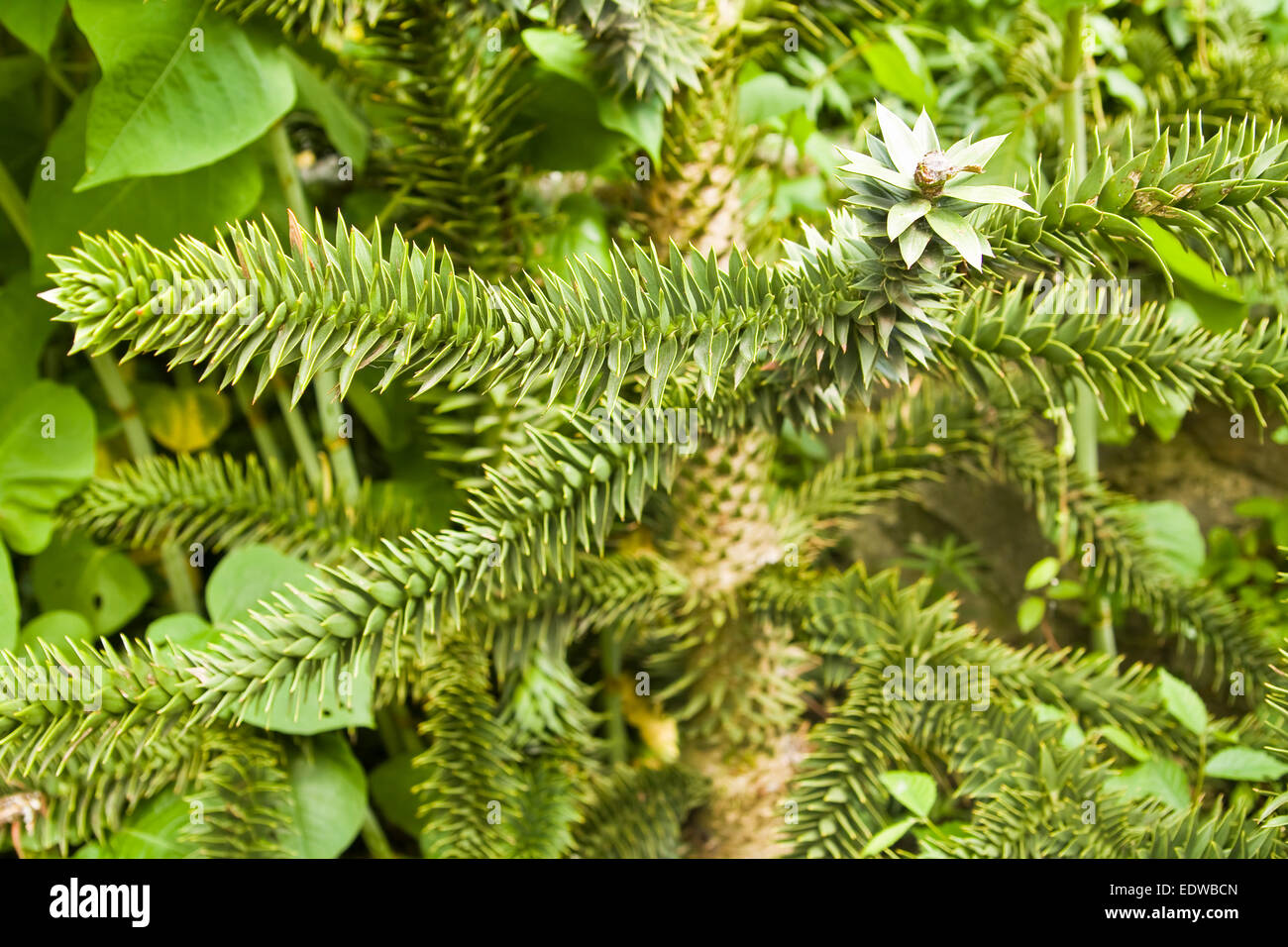 Araucaria Araucana Araucaria Araucana High Resolution Stock Photography ...