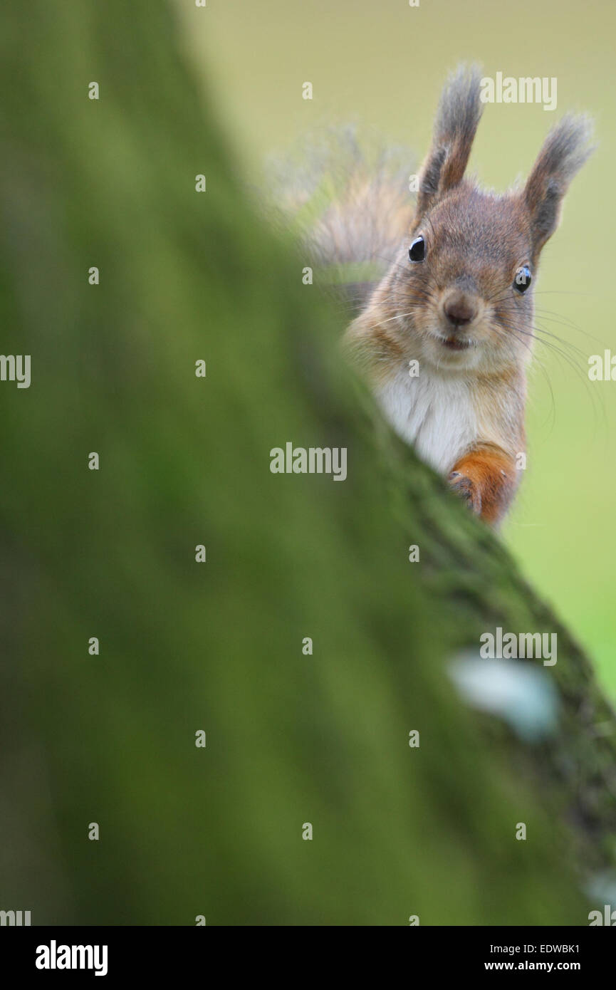 Wild Red squirrel (Sciurus vulgaris) peeking Stock Photo - Alamy