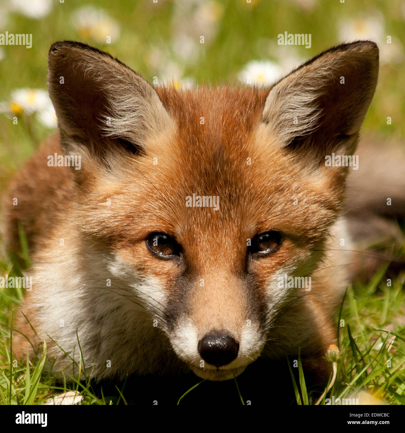 Wary fox cub hi-res stock photography and images - Alamy