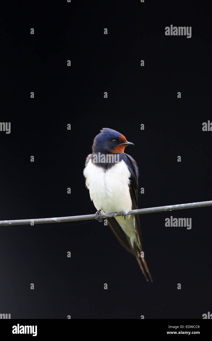 Hirundo rustica rustica hi-res stock photography and images - Alamy
