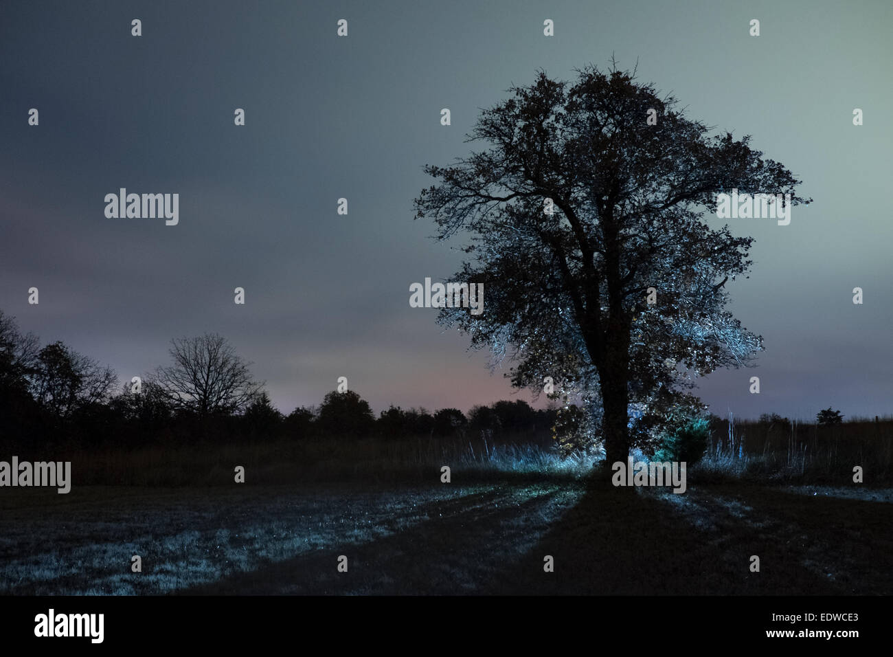 A tree is dramatically lit from behind in front of a cloudy night sky ...