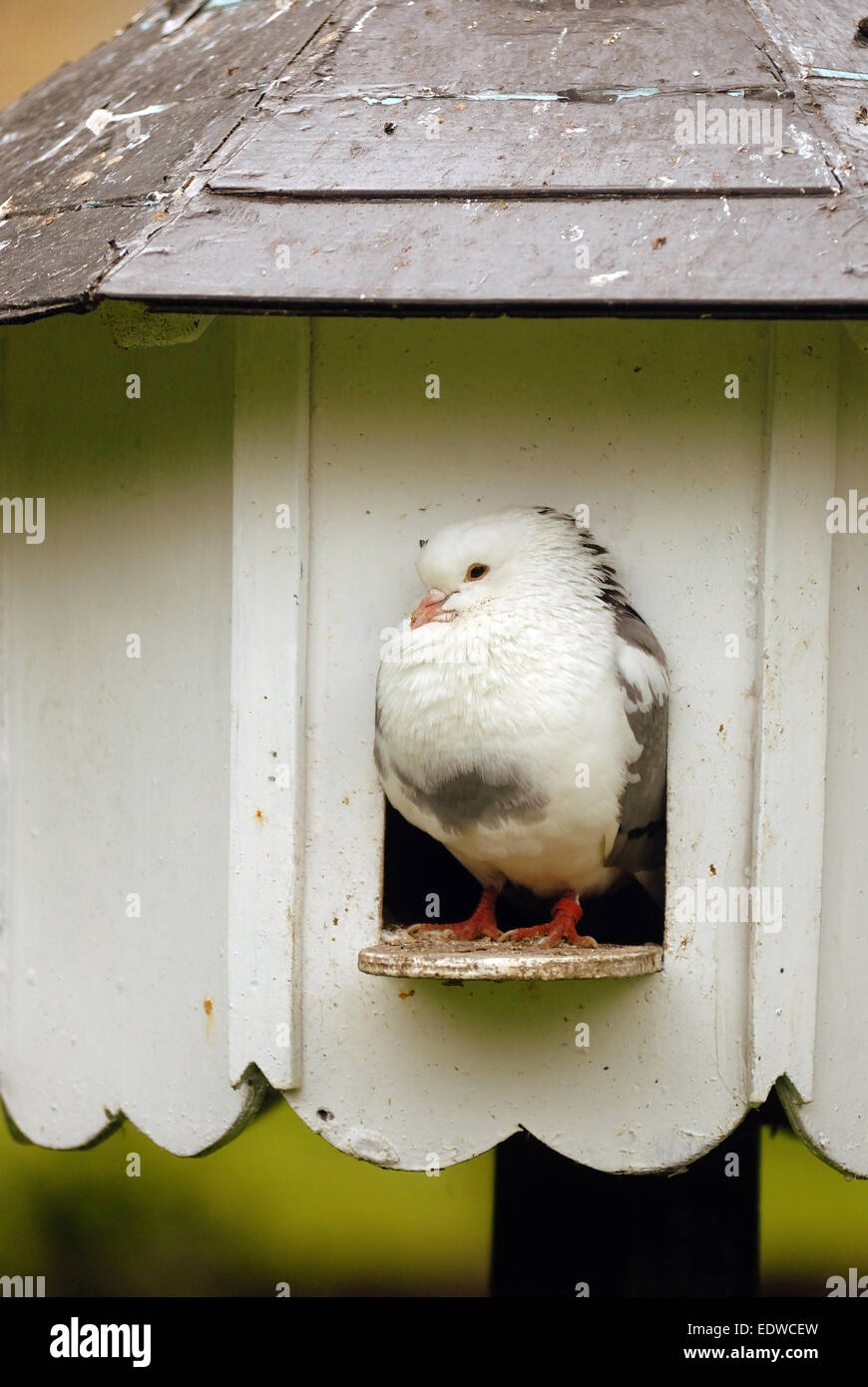 White dove on dovecote / Bird house Stock Photo - Alamy