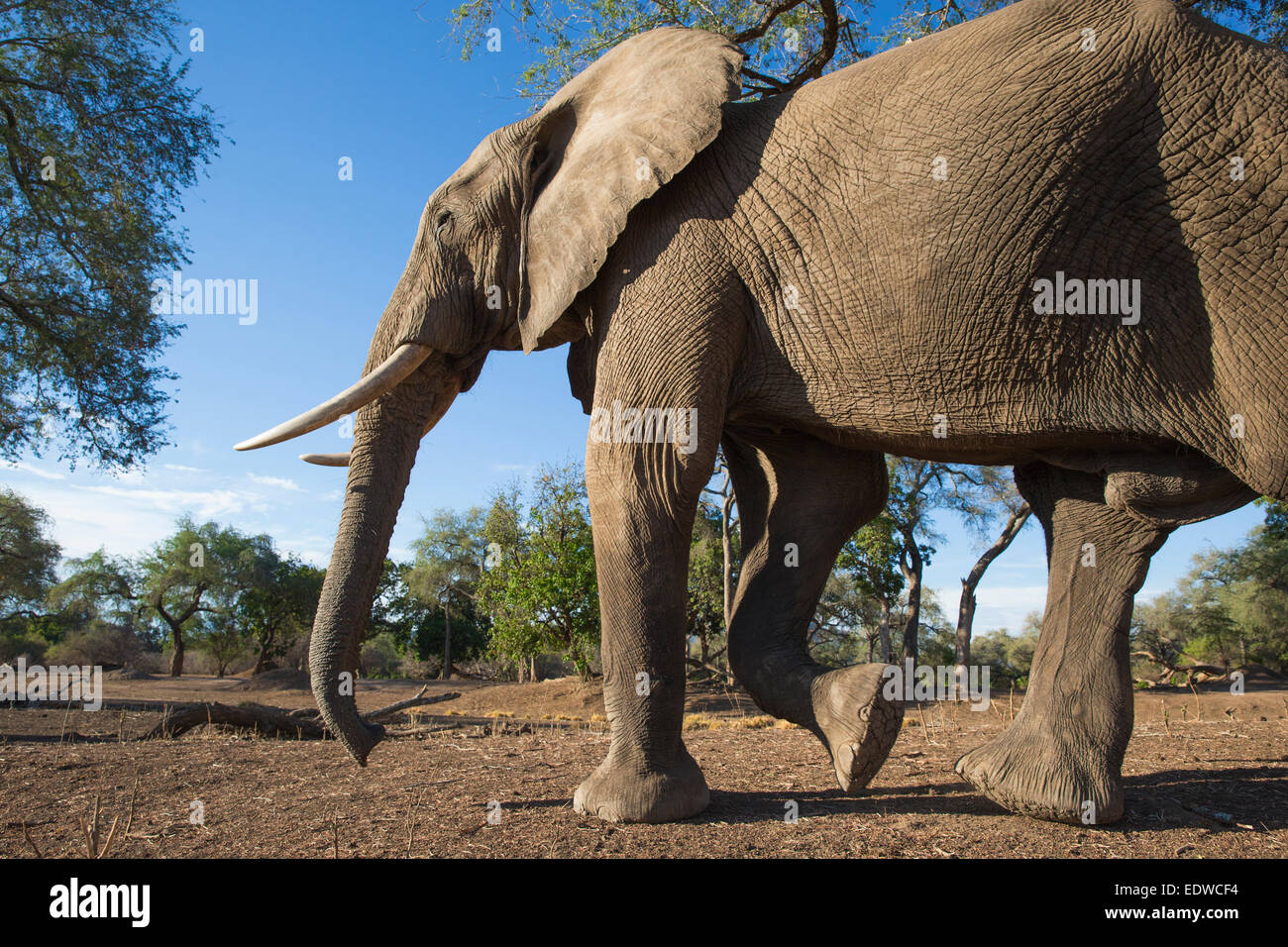 African Elephant bull walking by Stock Photo - Alamy